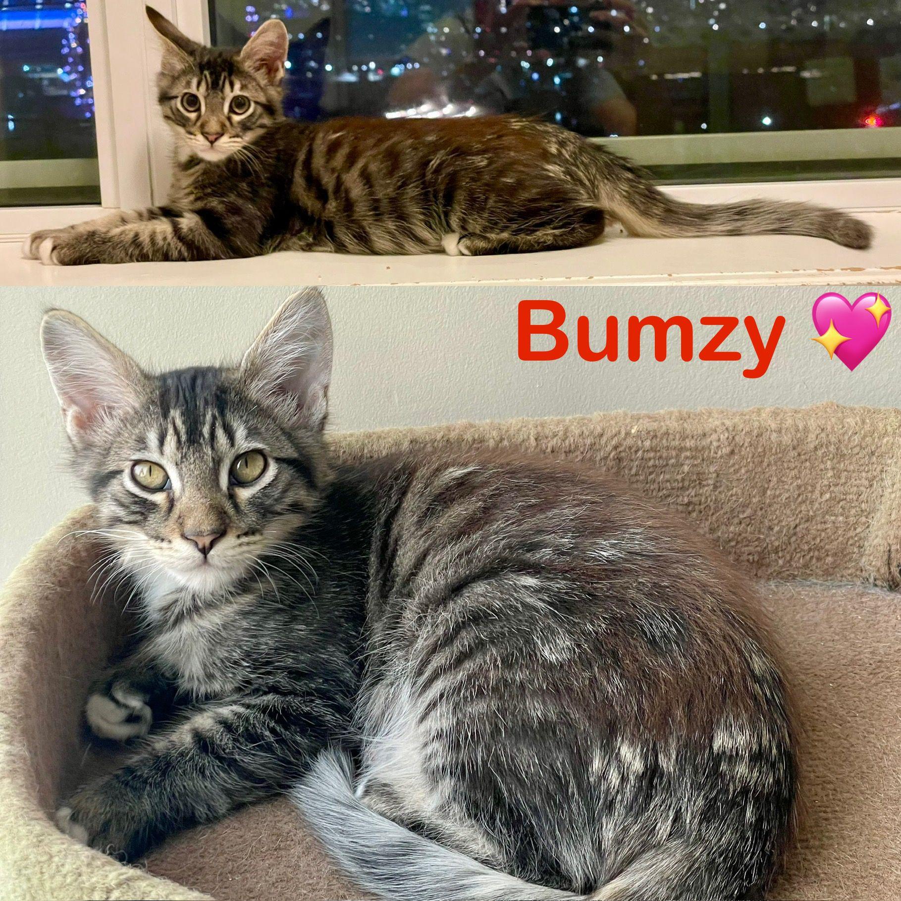 Cat for adoption - Bumzy, a Domestic Medium Hair in BURNABY, BC | Petfinder