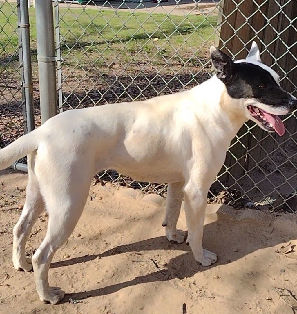 Dog for adoption - Daisy, a Labrador Retriever & Pit Bull Terrier Mix ...