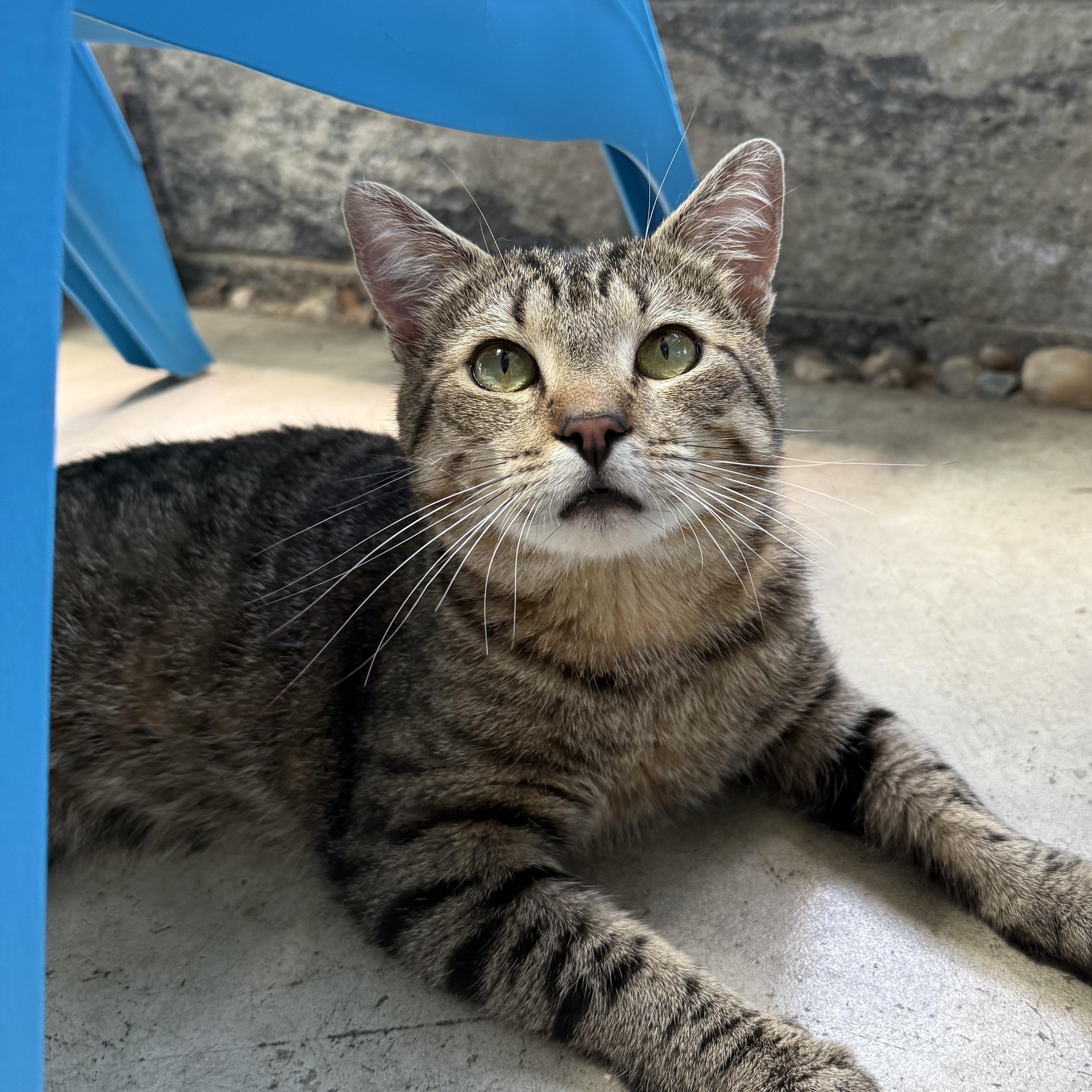 Calvin - Adoptable Pet | Petfinder | Petfinder