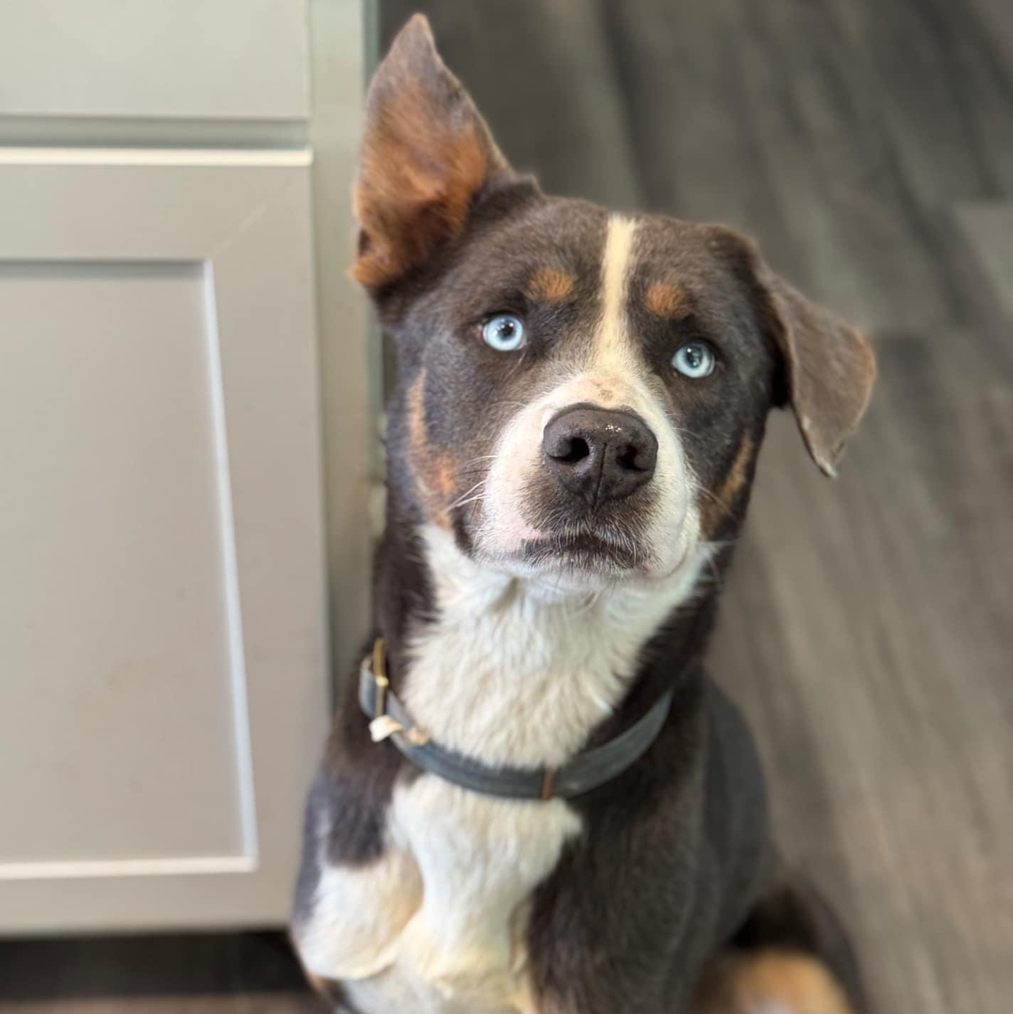 Dog for adoption - Bluey, a Husky Mix in Parker, CO | Petfinder