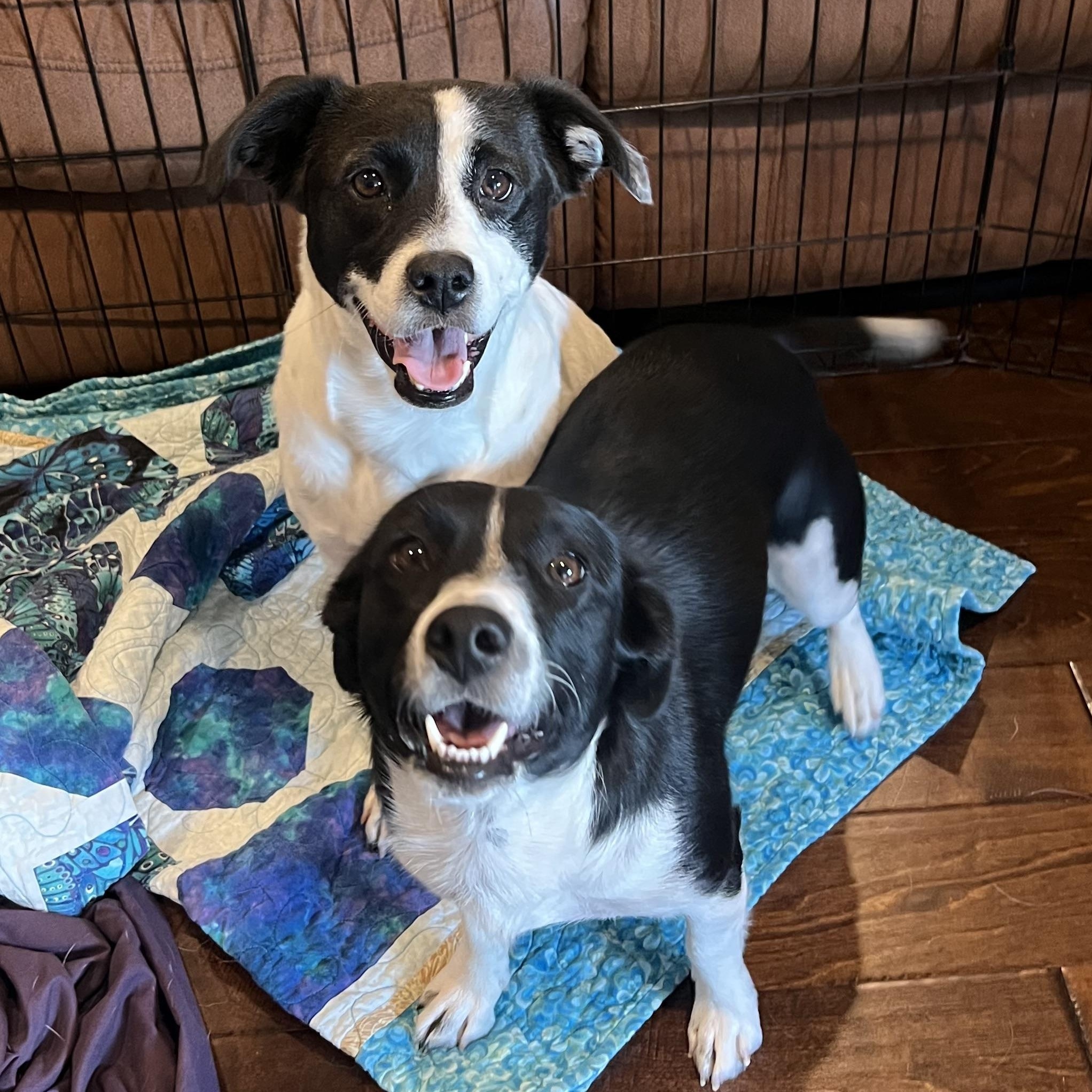 Dog for adoption - Dolly, a Rat Terrier Mix in Cincinnati, OH | Petfinder