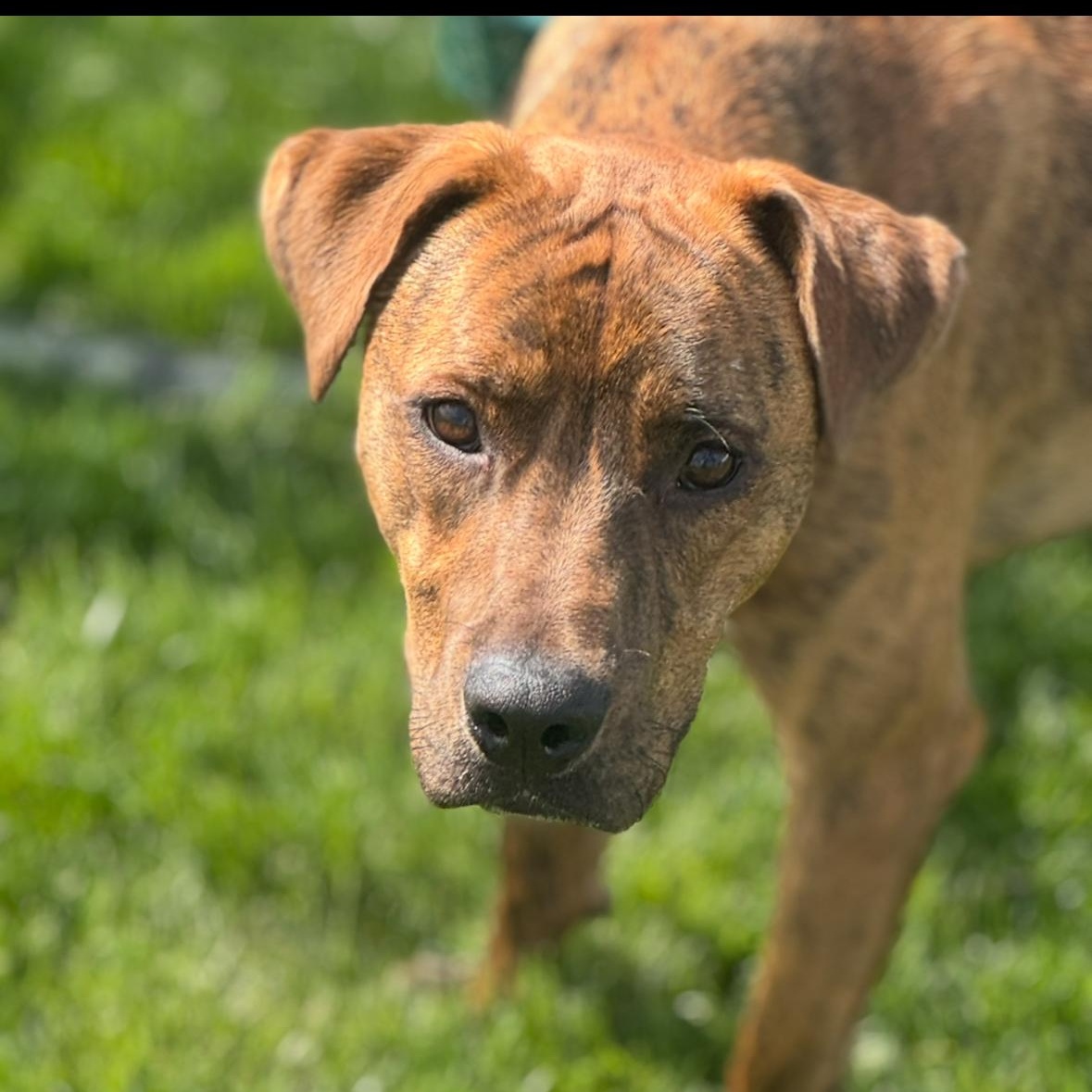 Dog for adoption - Hank, a Tennessee Treeing Brindle & Pit Bull Terrier ...