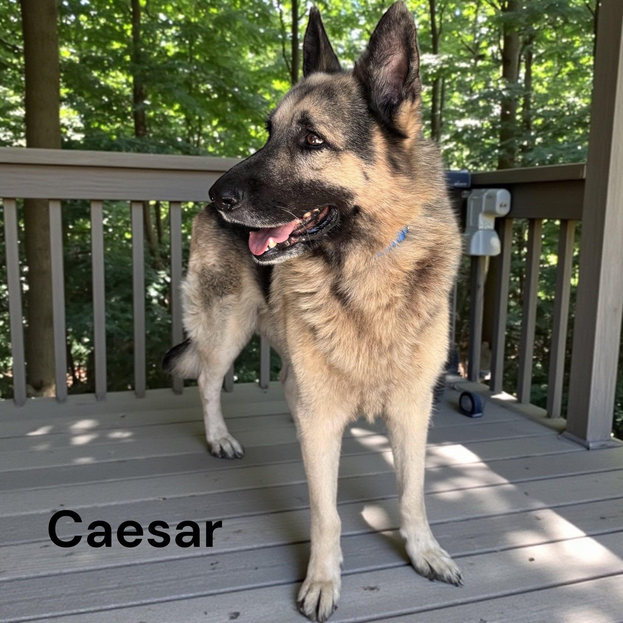 Dog for adoption - Caesar, a German Shepherd Dog in Rossford, OH | Petfinder