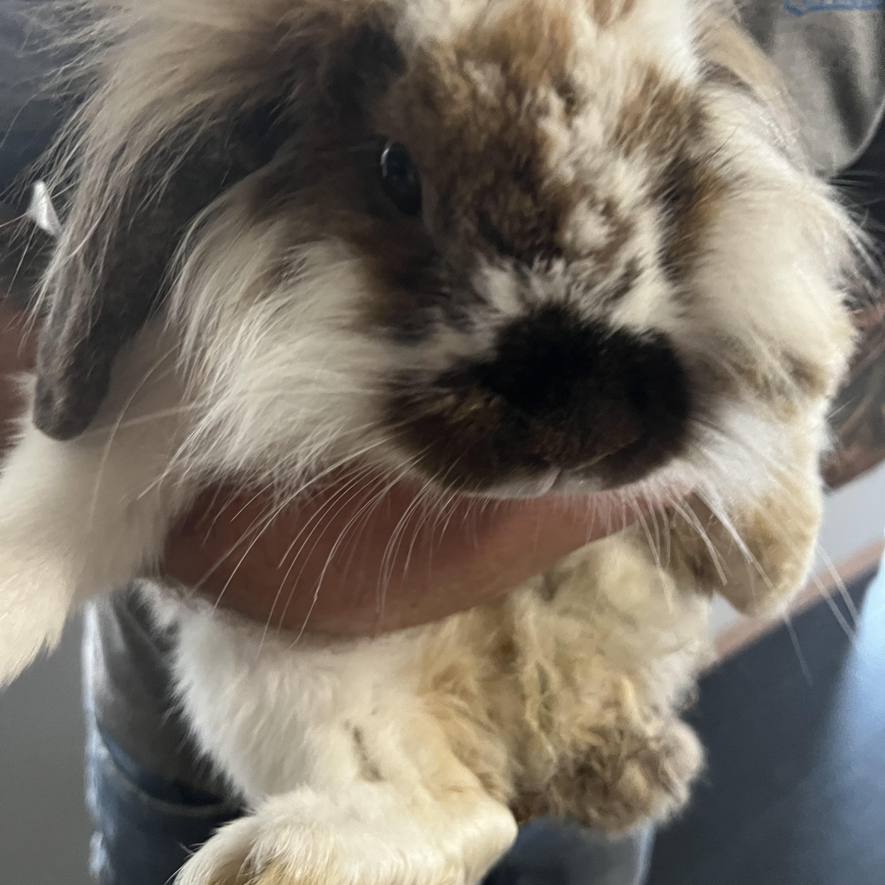 Rabbit for adoption - Twix, a Mini Lop Mix in Yorktown, IN | Petfinder