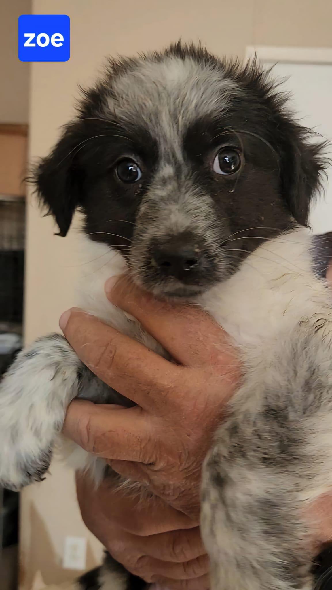 Dog for adoption - Zoe, a Collie Mix in Olympia, WA | Petfinder