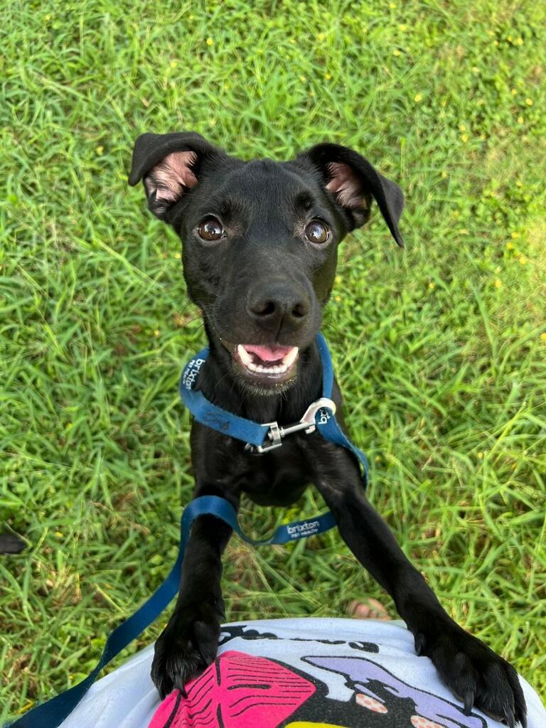 Dog for adoption - Lorelai, a Labrador Retriever in Harlingen, TX | Petfinder