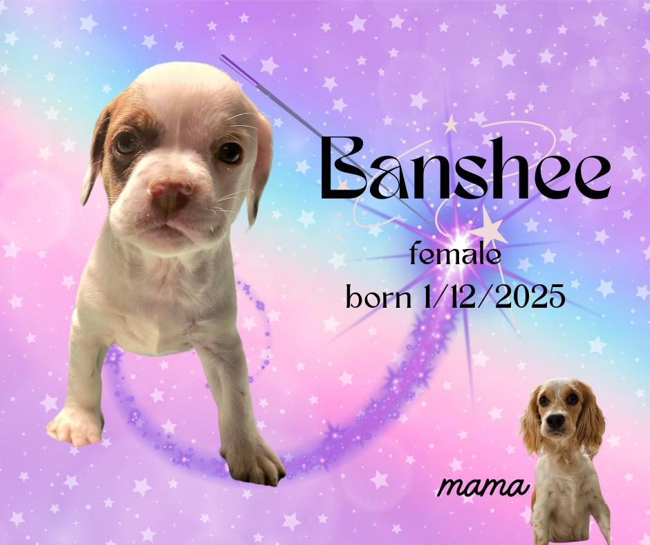 Dog for adoption - Banshee, a Cocker Spaniel Mix in Austin, TX | Petfinder