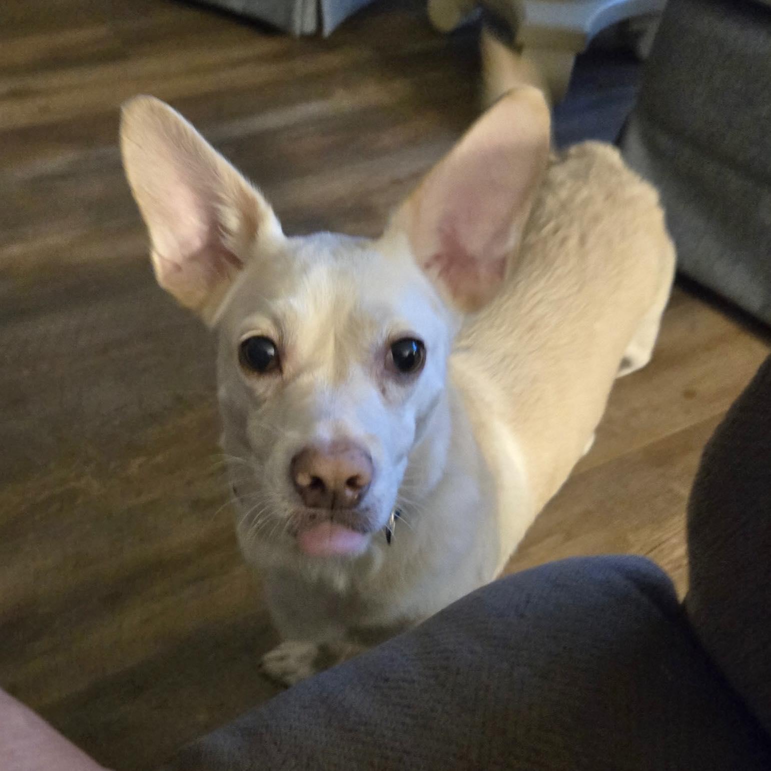 Dog for adoption - Chester, a Corgi & Dachshund Mix in Boulder, CO ...