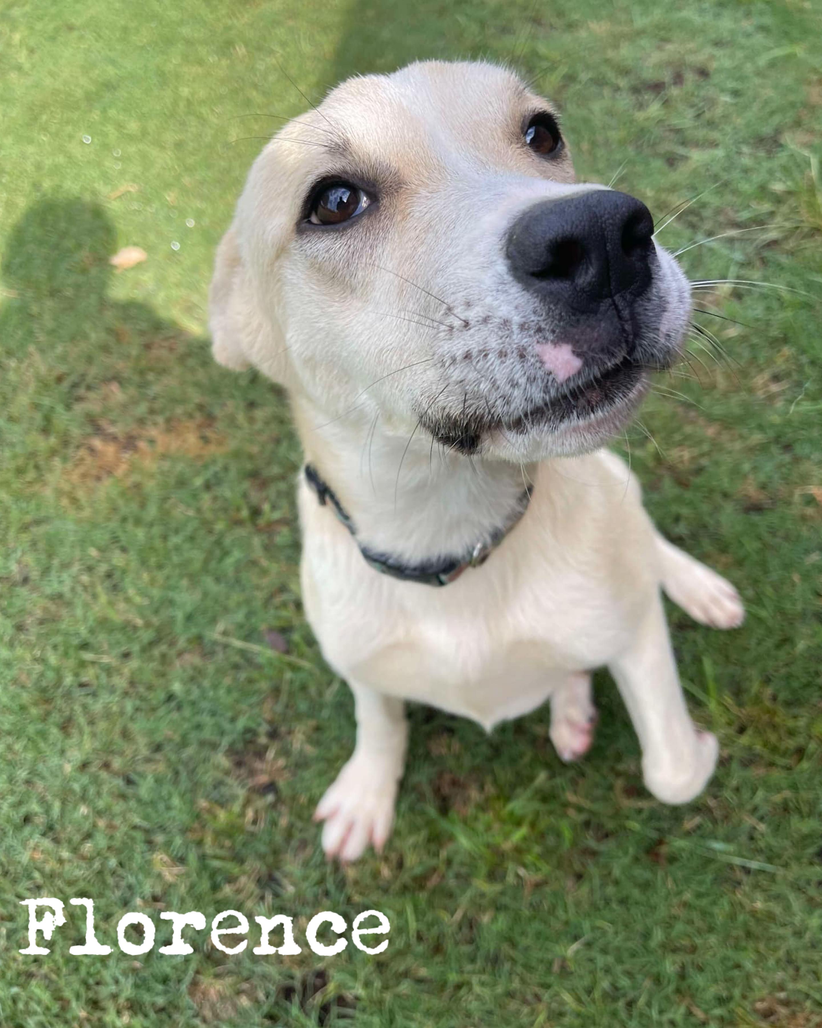 Dog for adoption - Florence, a Yellow Labrador Retriever Mix in Berwick ...