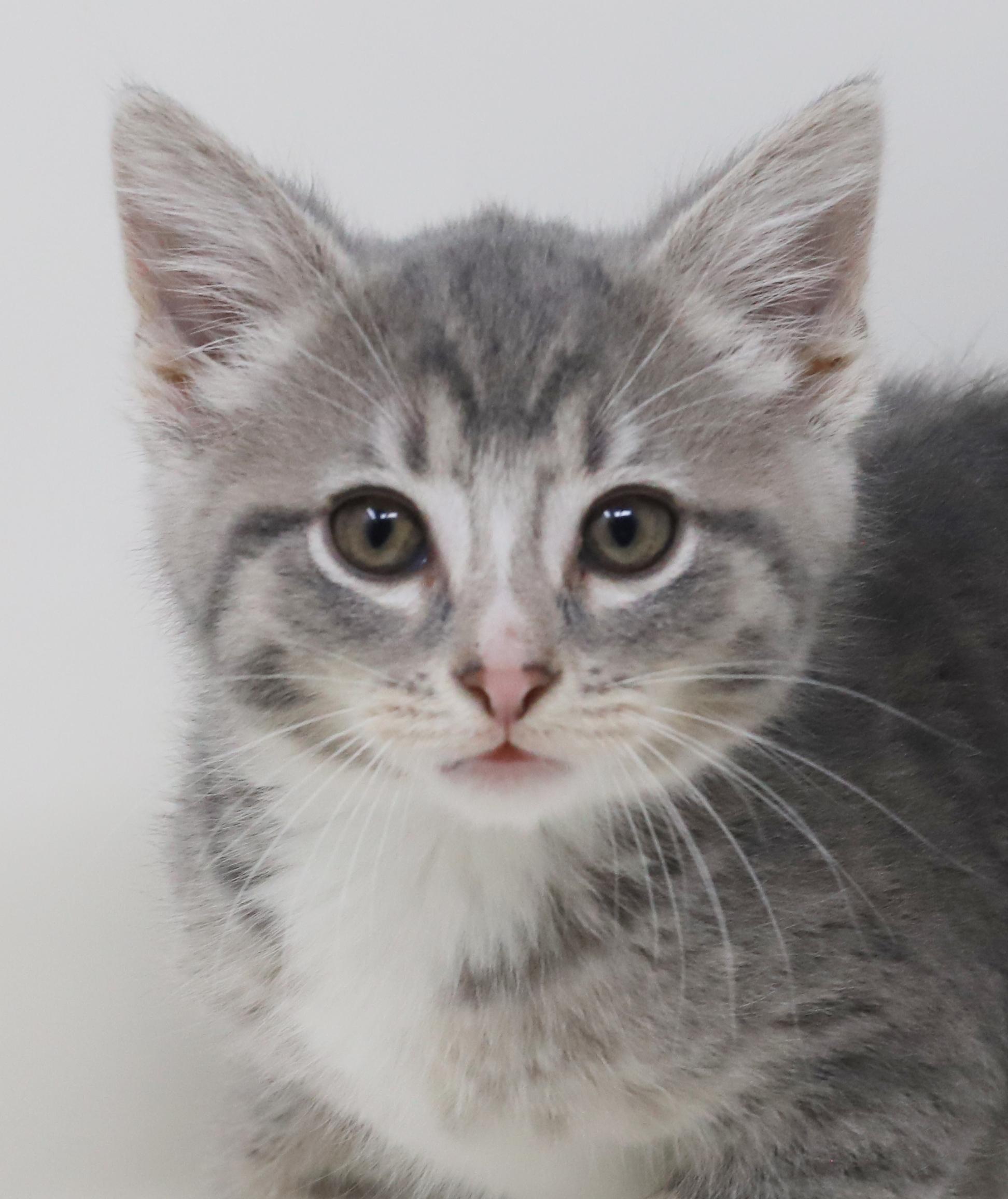 Cat for adoption - Peyton is truly purrfect! WOW is he a doll!, a ...