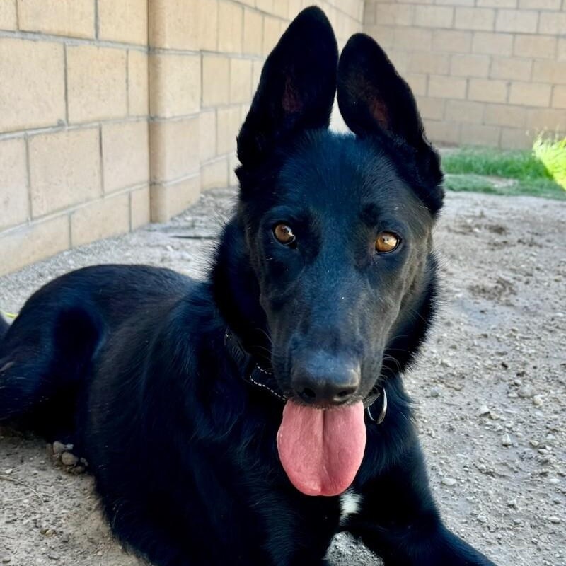 Dog for adoption - Dunkin Ark Happy Boy, a German Shepherd Dog & Siberian Husky Mix in Austin ...