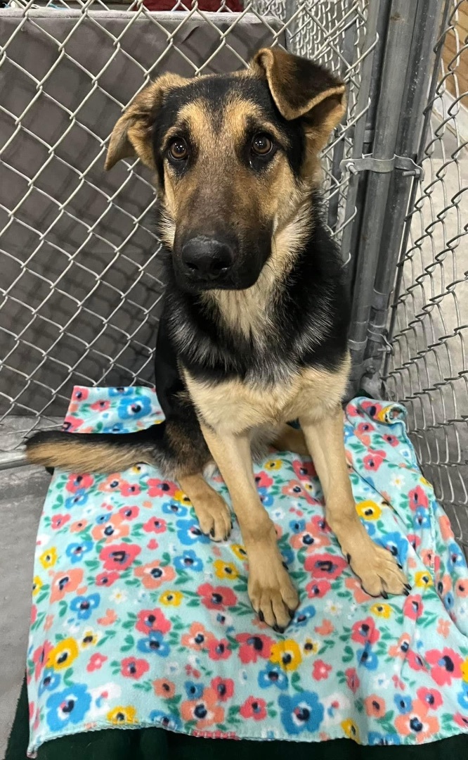 Available Dogs | German Shepherd Rescue, Inc.