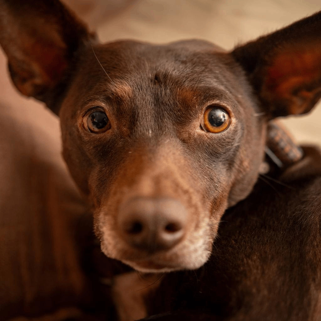 Dog for adoption - Penny Lynne JuM, a Terrier Mix in Hartford, CT ...