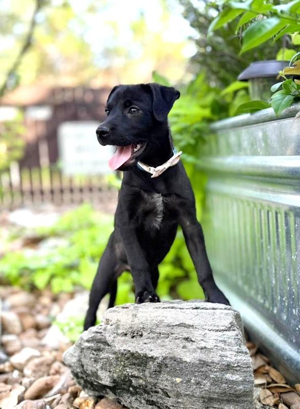 Dog for adoption - Scout, a Labrador Retriever & Terrier Mix in ...