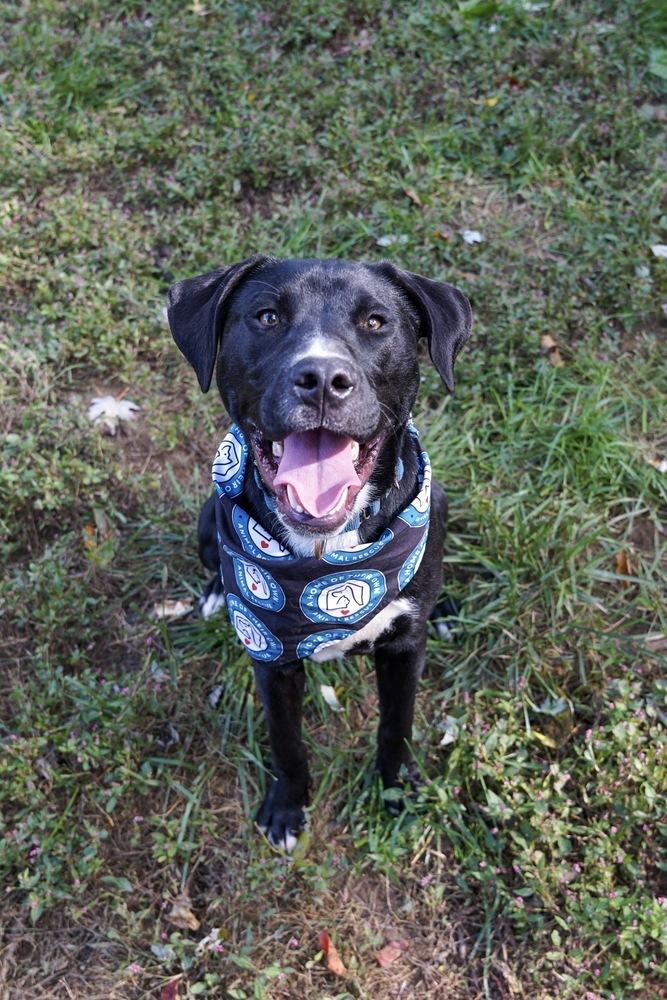 Dog for adoption - Milo, a Labrador Retriever Mix in Bethesda, MD ...