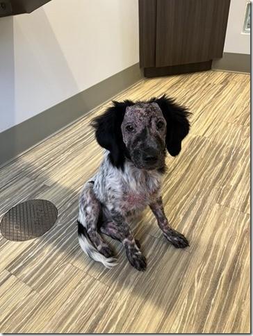 Dog for adoption - Pixie 3 months old 18 pounds a little mange which we ...