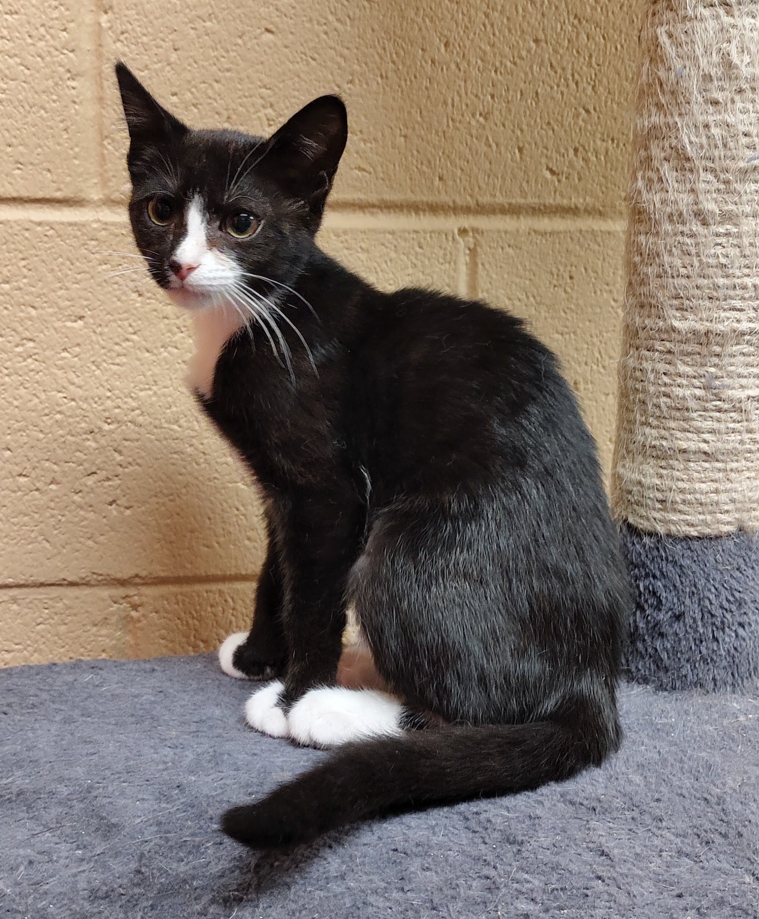 Available Cats and Kittens - Johnston County Animal Protection League ...