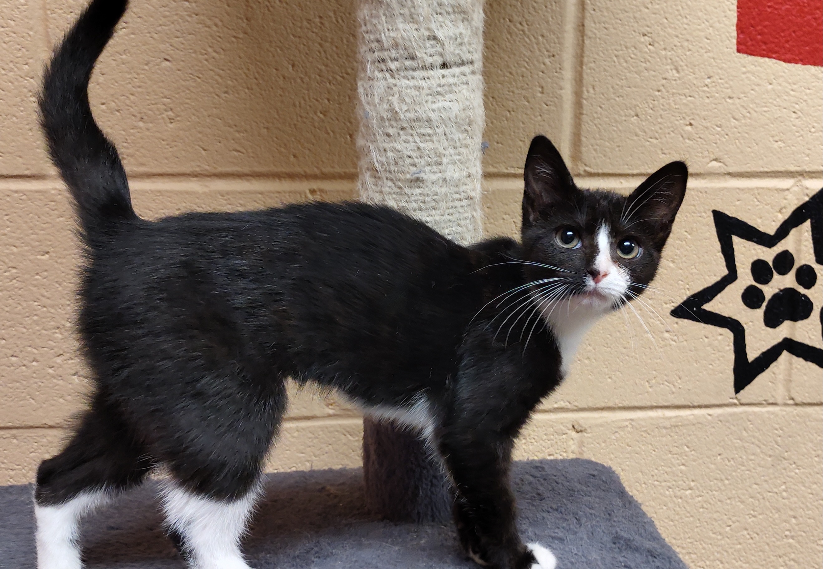 Available Cats and Kittens - Johnston County Animal Protection League ...
