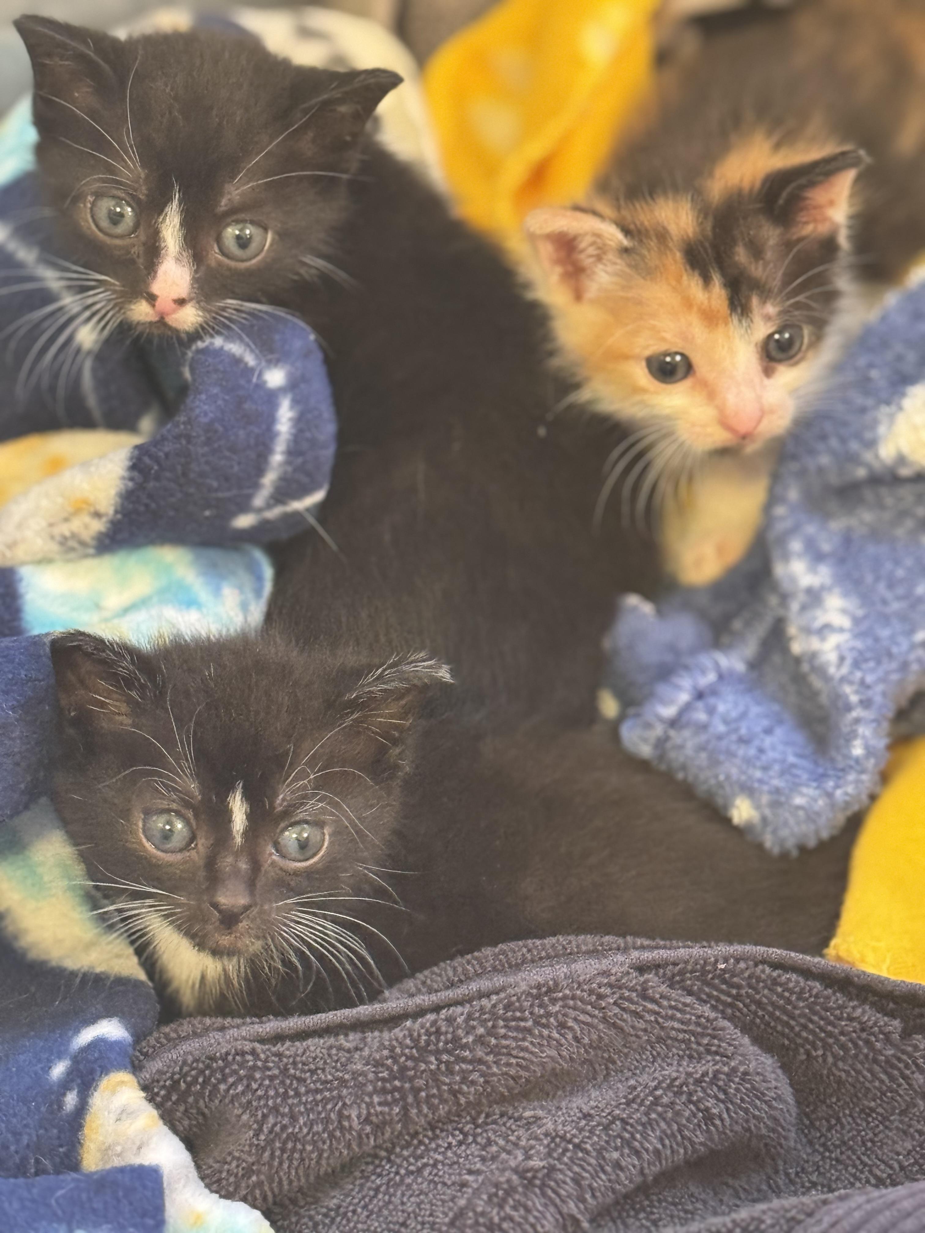 Cat for adoption - Finley , Fiona & Freya Pre Adoption Only, a Calico ...