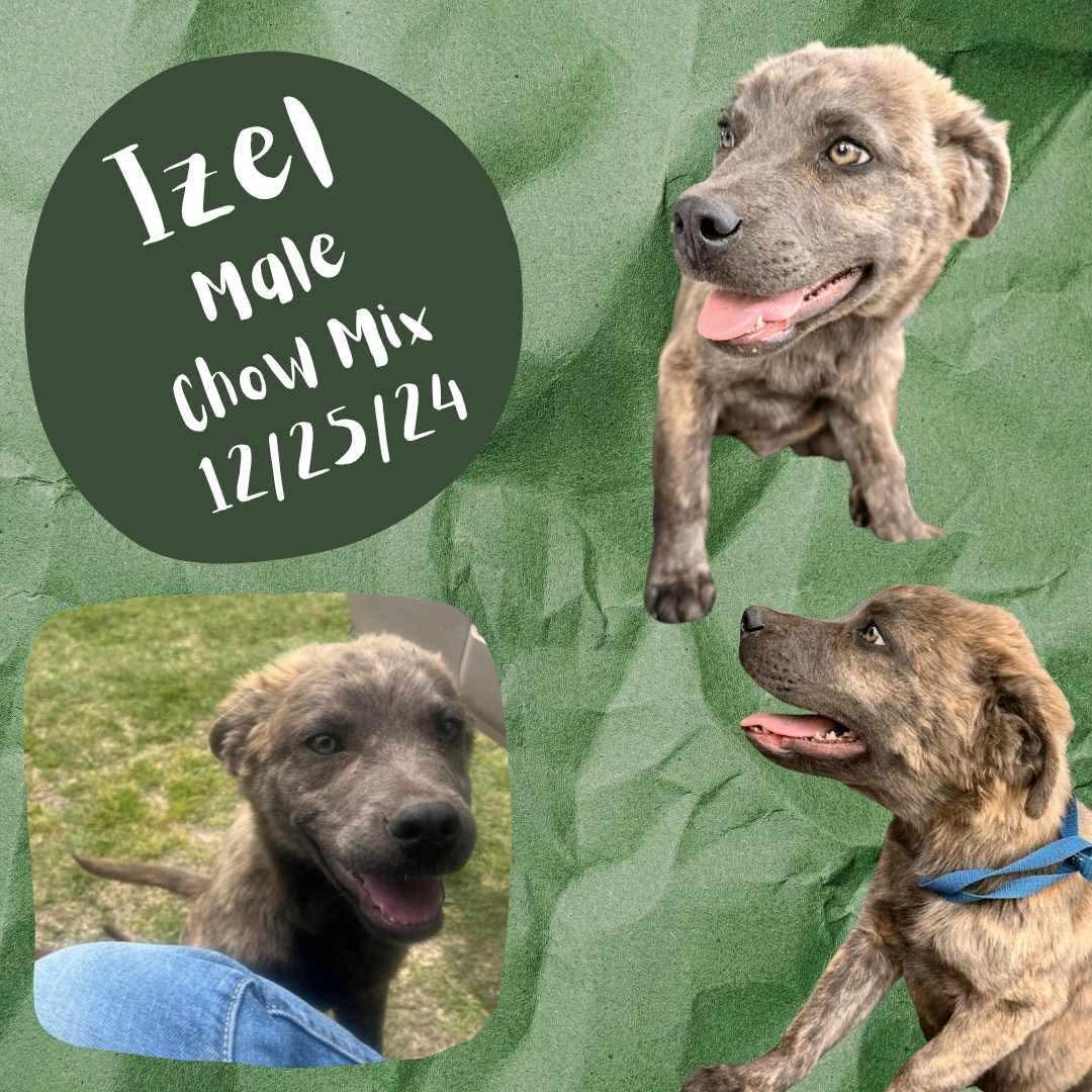 Dog for adoption - Izel, a Chow Chow Mix in Sumter, SC | Petfinder