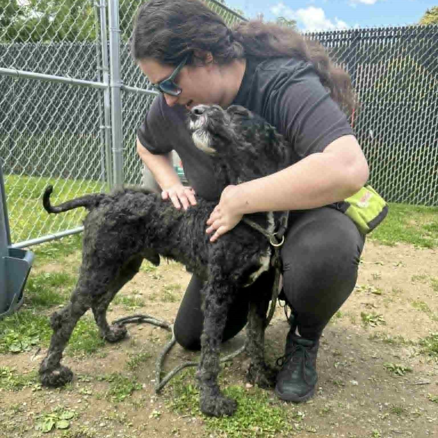 Dog Gallery – Danbury Animal Welfare Society