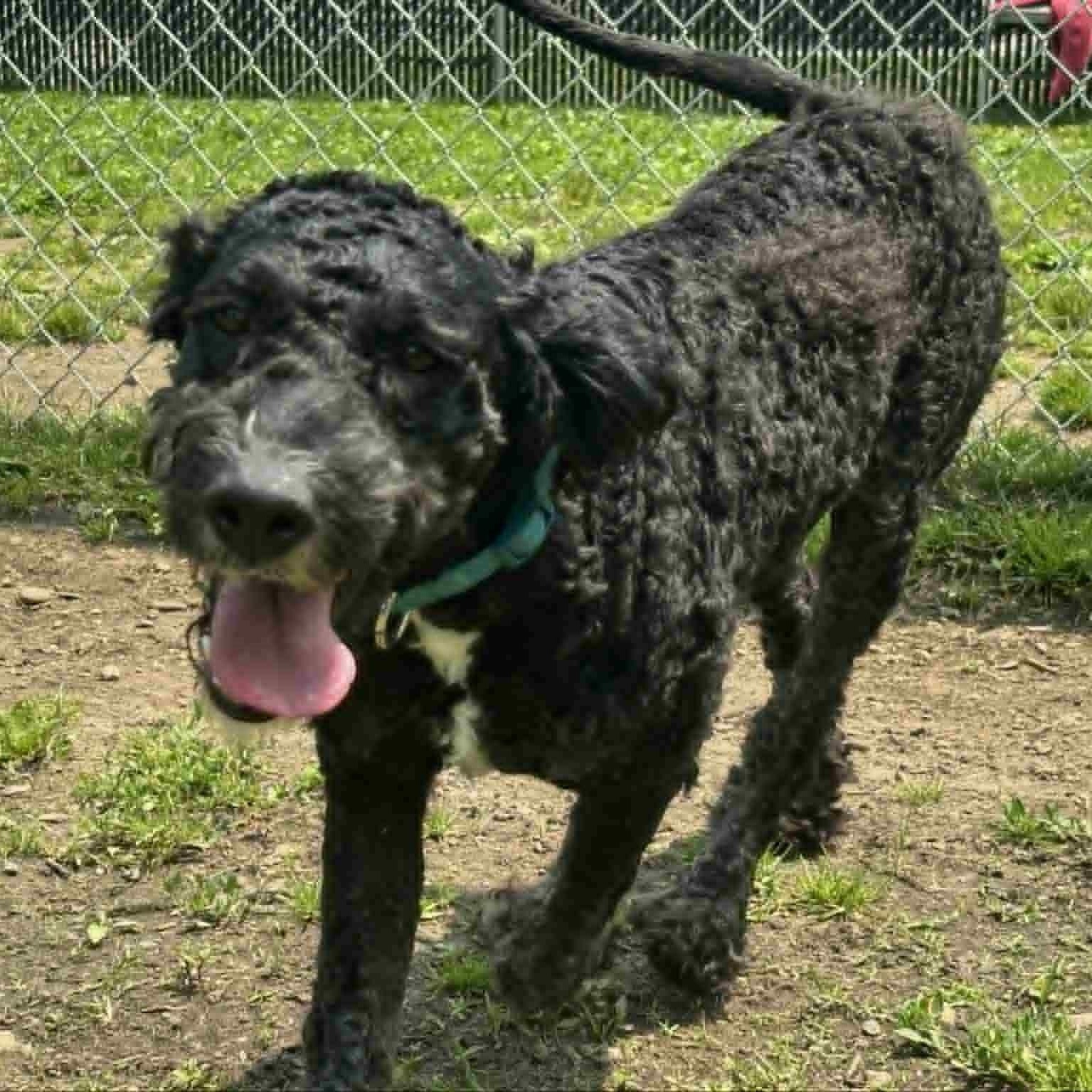 Dog Gallery – Danbury Animal Welfare Society