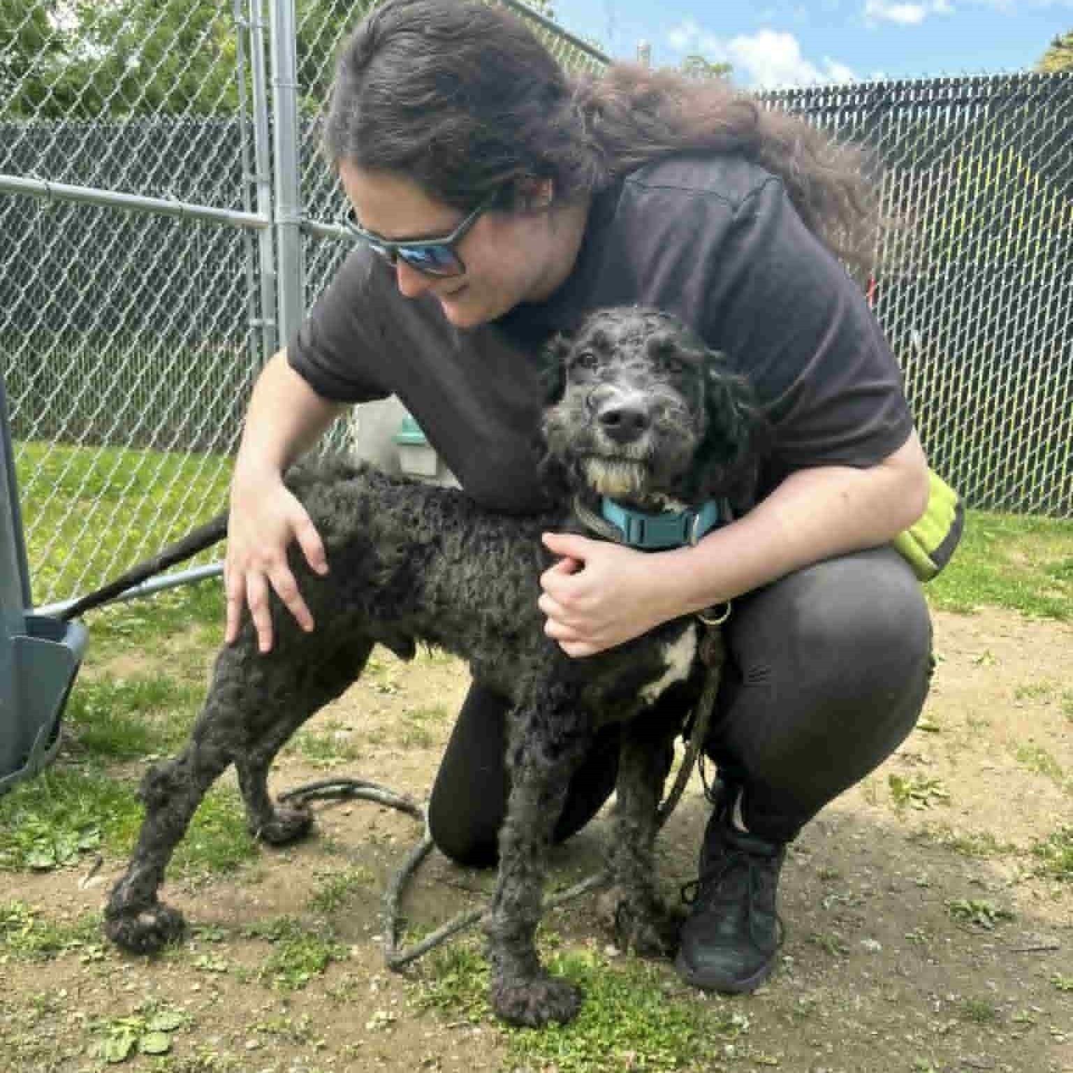 Dog Gallery – Danbury Animal Welfare Society