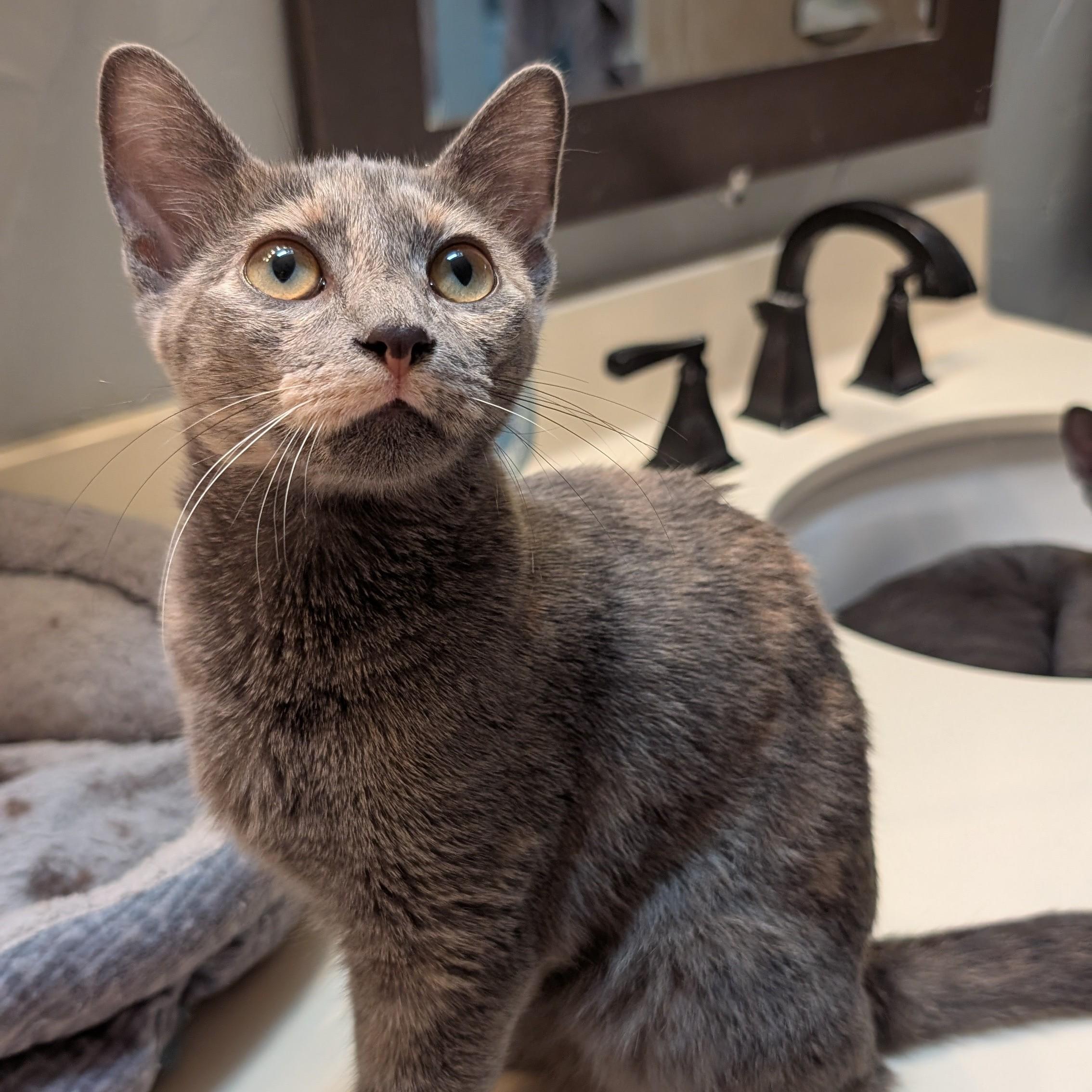 Cat for adoption - Clover, a Domestic Short Hair in Morrisville, NC ...