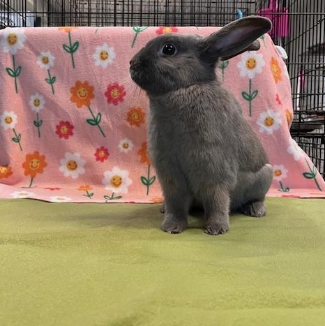 Rabbit for adoption - Graham, an English Spot Mix in Erie, PA | Petfinder