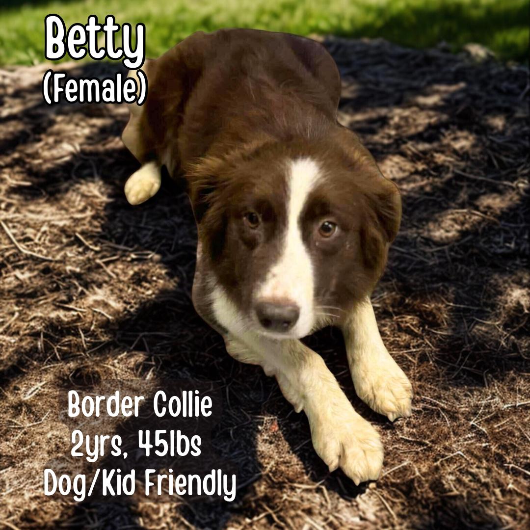 Dog for adoption - Betty, a Border Collie in Lancaster, KY | Petfinder