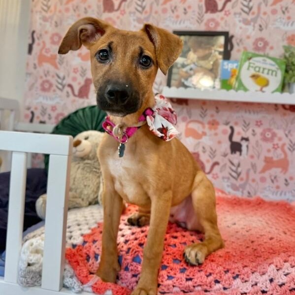 Dog for adoption - Katie Sue, a Black Mouth Cur & Whippet Mix in Austin ...