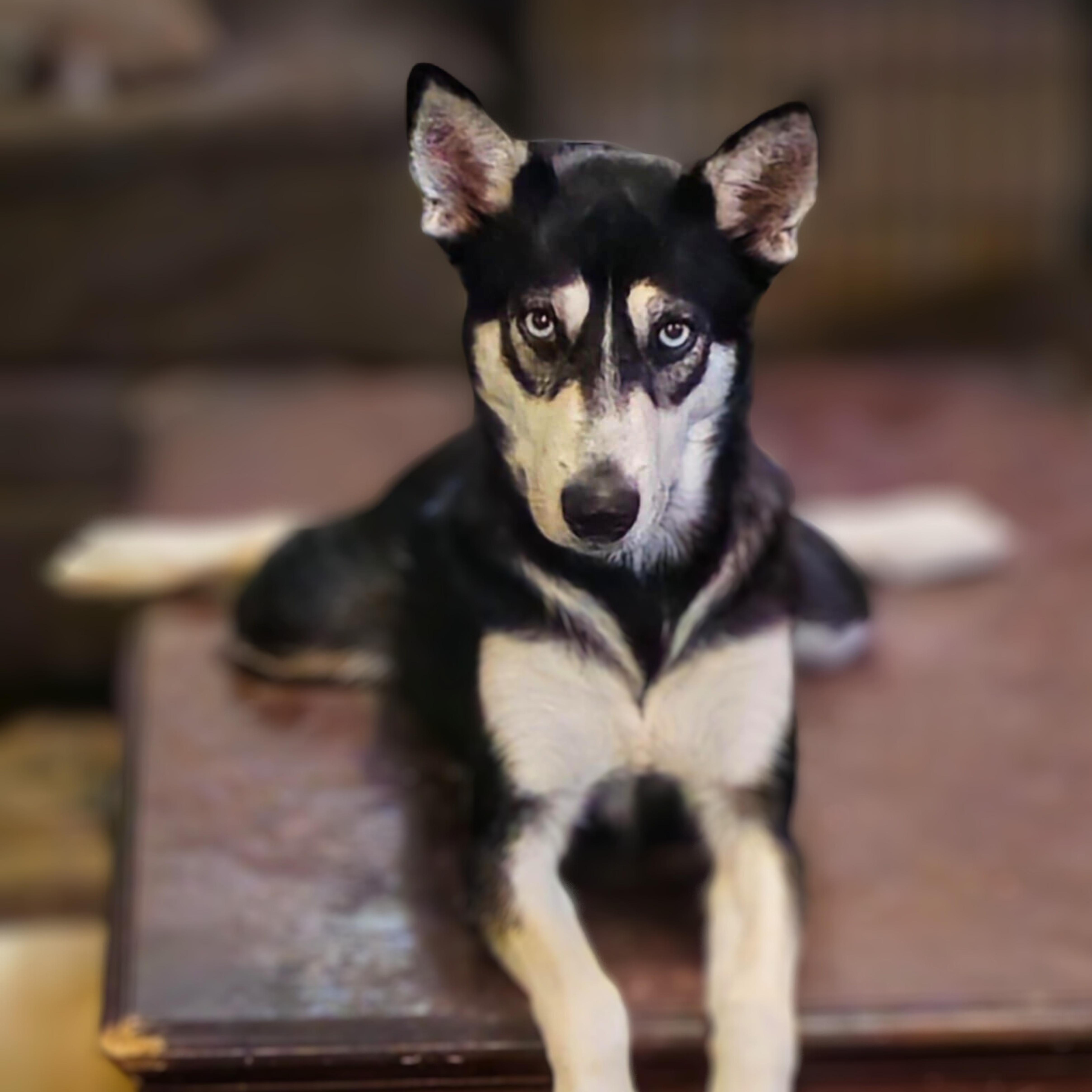 Dog for adoption - Kali, a Siberian Husky Mix in Wytheville , VA ...