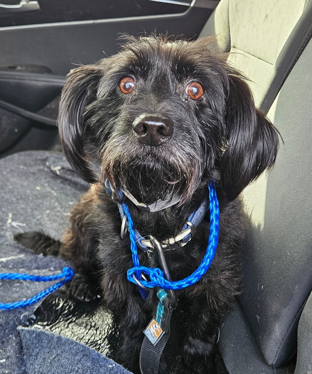 Dog for adoption - Maxwell - CO, a Miniature Schnauzer Mix in Denver, CO | Petfinder