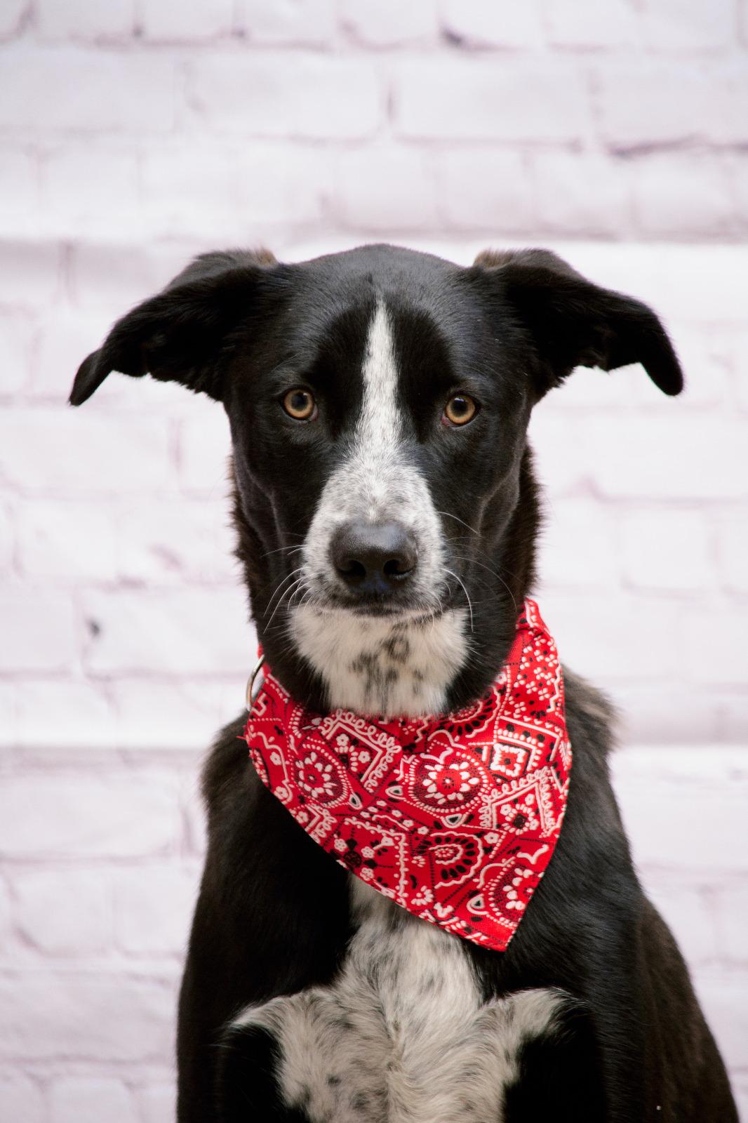 Dog for adoption - Junior, a Border Collie & Greyhound Mix in Hilton ...
