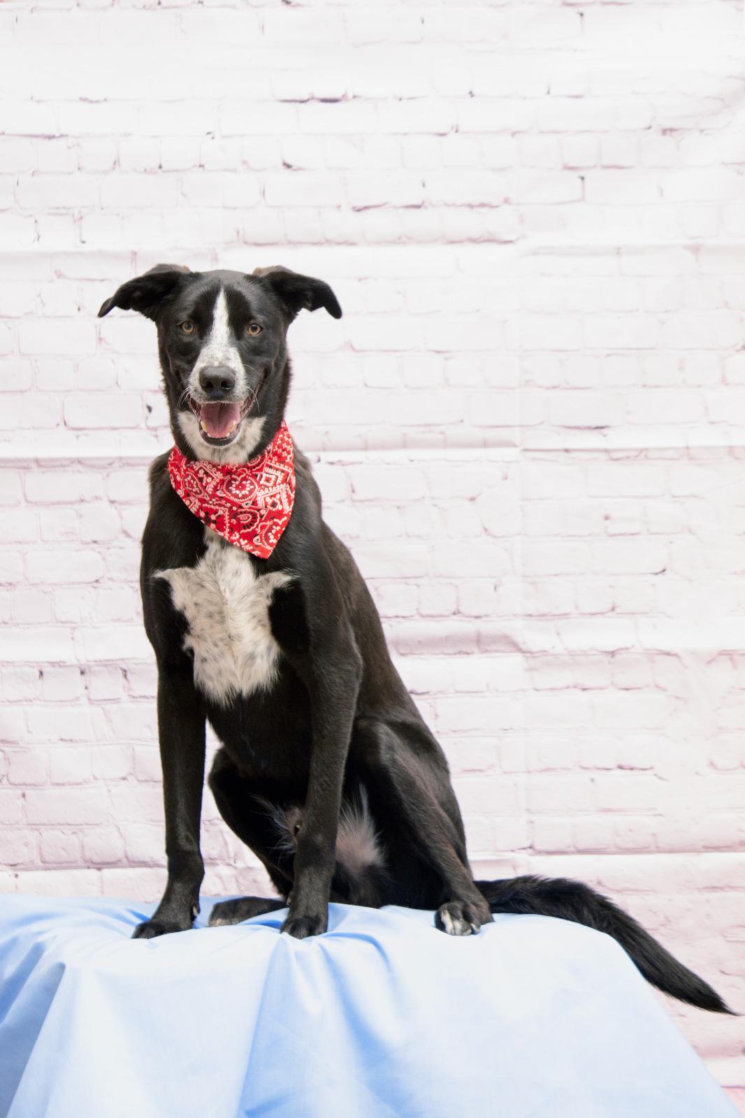 Dog for adoption - Junior, a Border Collie & Greyhound Mix in Hilton ...