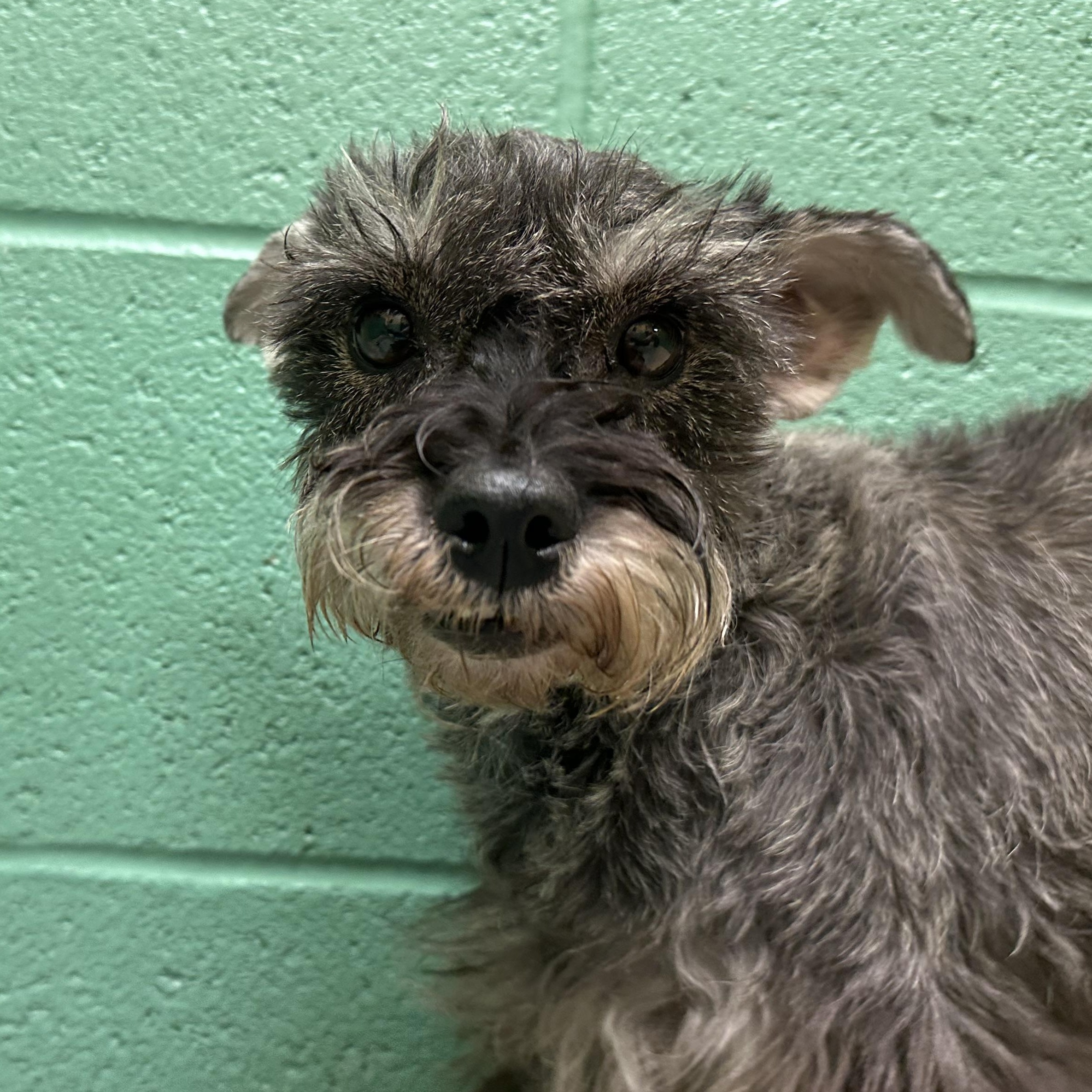 Dog for adoption - Betty, a Schnauzer in Latrobe, PA | Petfinder