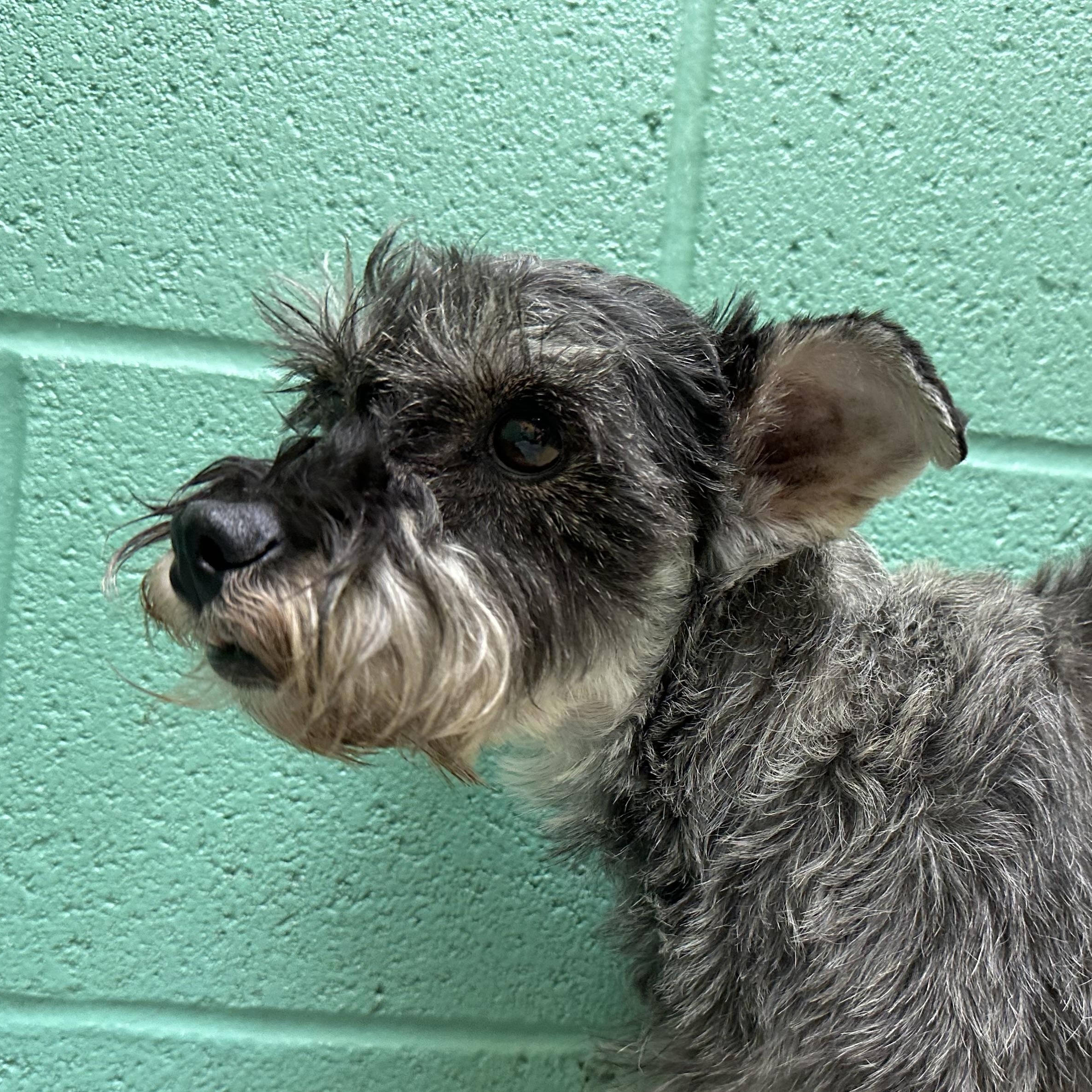 Dog for adoption - Betty, a Schnauzer in Latrobe, PA | Petfinder