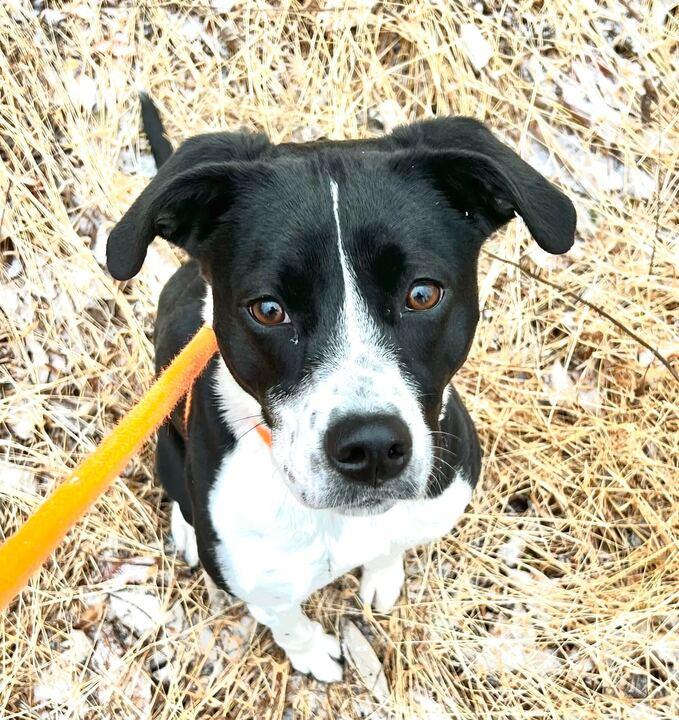 Dog for adoption - Boo, a Pointer & Australian Cattle Dog / Blue Heeler ...