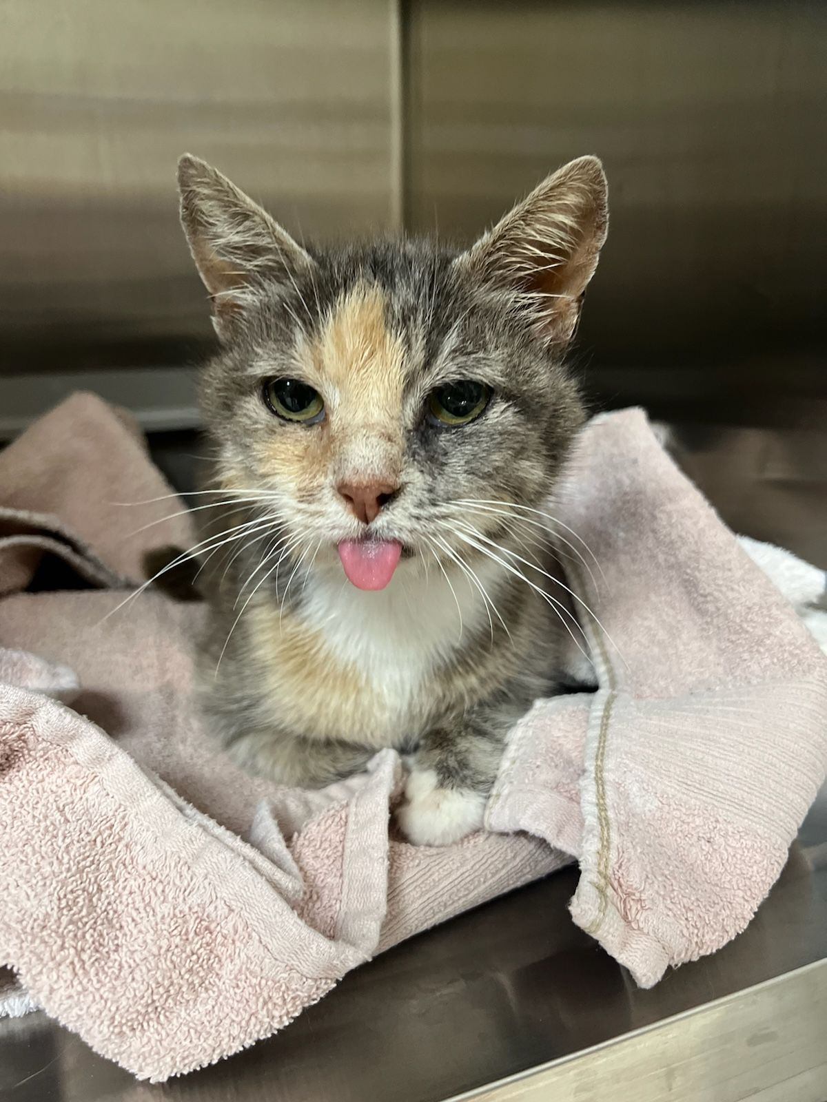 Cat for adoption - Pinina, a Domestic Short Hair in Kinston, NC | Petfinder