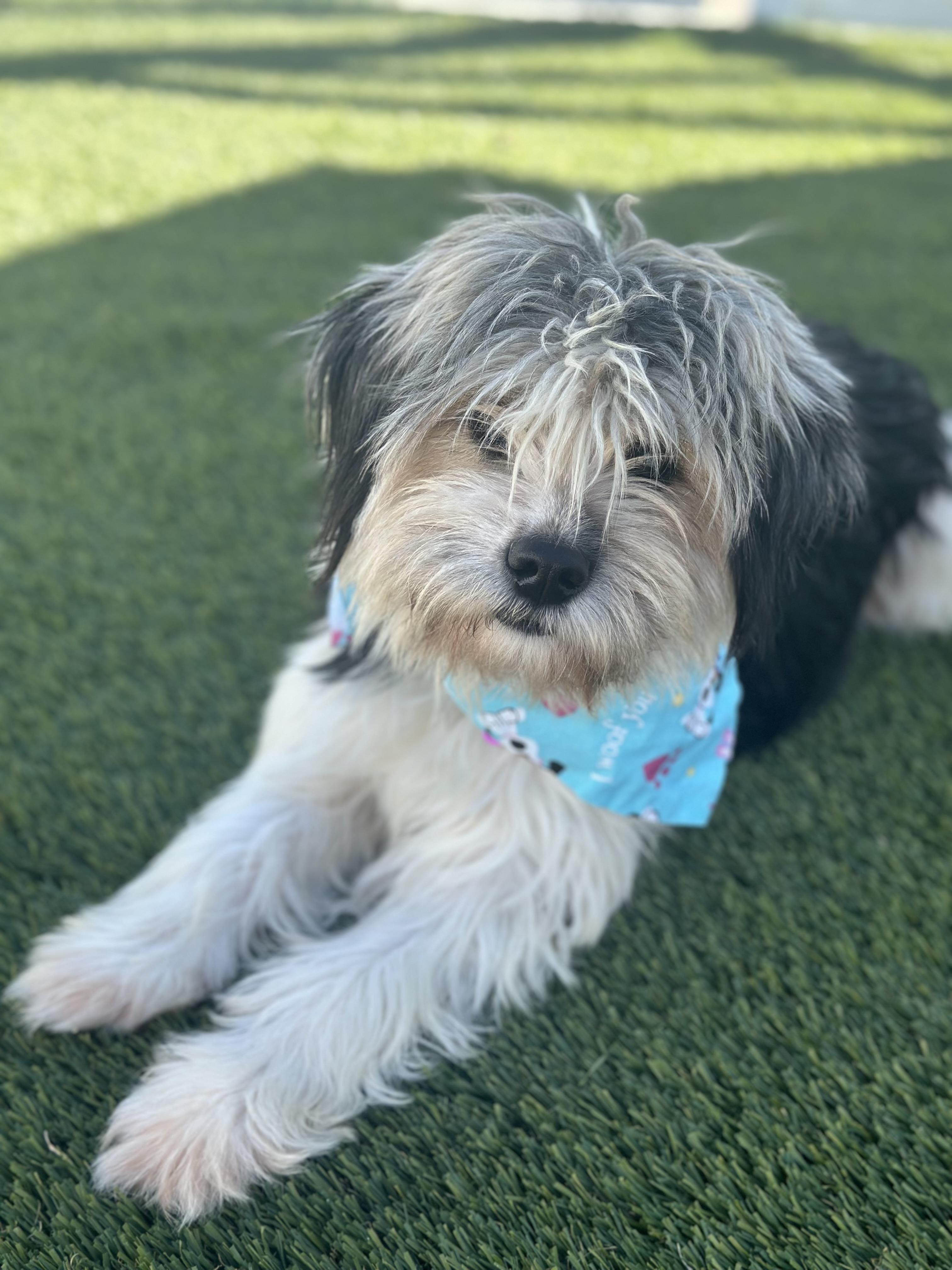 Dog for adoption - Maxine, a Shih Tzu Mix in Cheyenne, WY | Petfinder