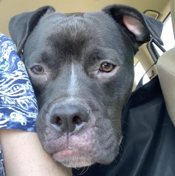 Dog for adoption - Monty, a Black Labrador Retriever & Boxer Mix in ...