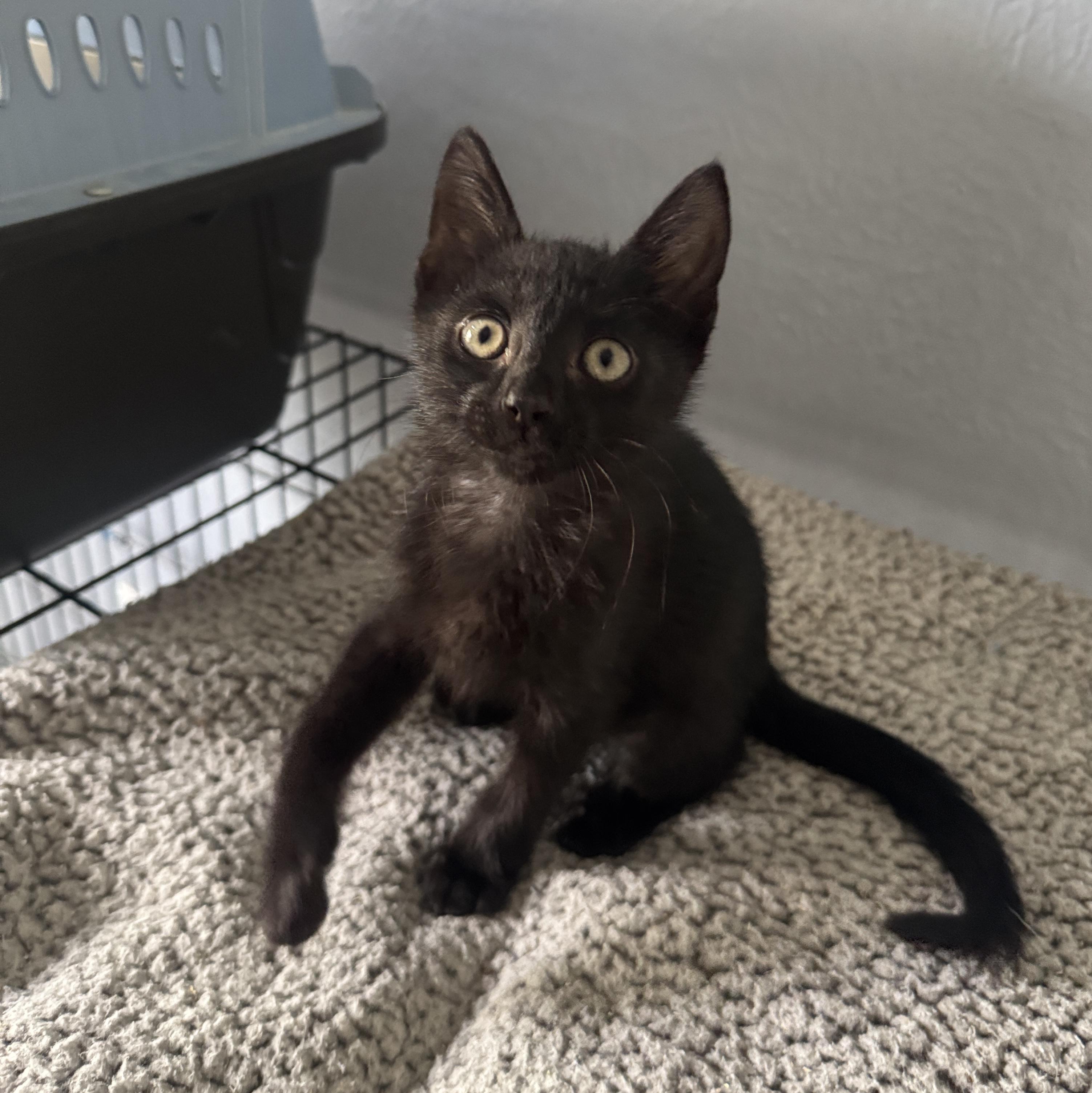 Cat for adoption - Pemi, a Domestic Short Hair in Orlando, FL | Petfinder