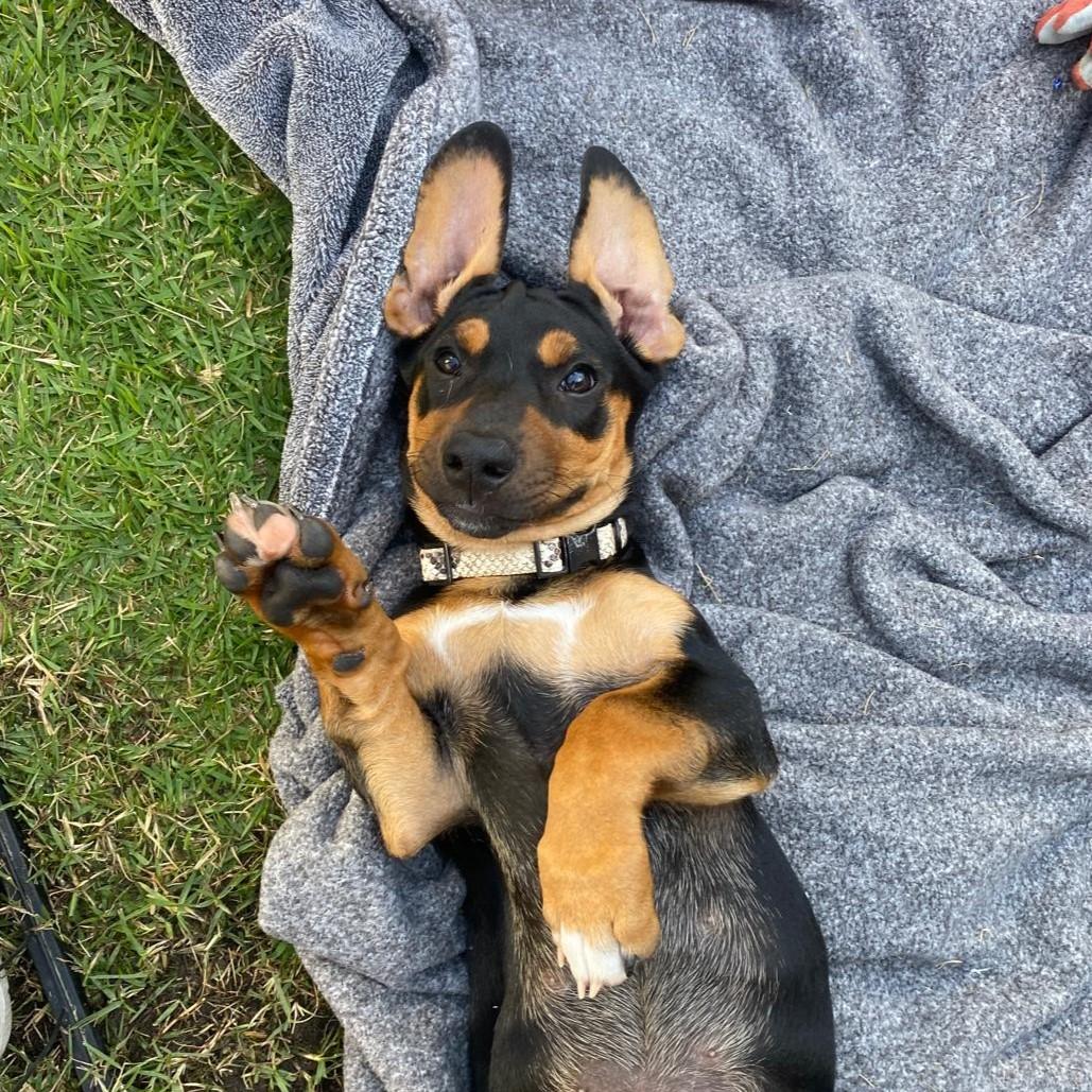 Dog for adoption - Salami, a Mixed Breed in Portland, OR | Petfinder