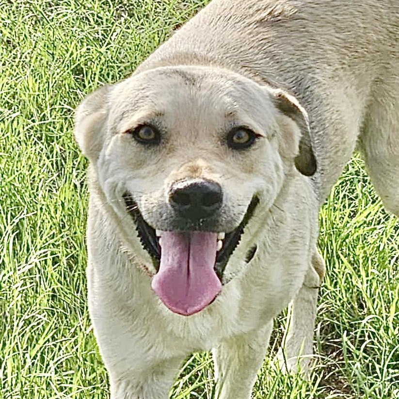 Dog for adoption - Gracie, a Labrador Retriever & Australian Cattle Dog / Blue Heeler Mix in ...