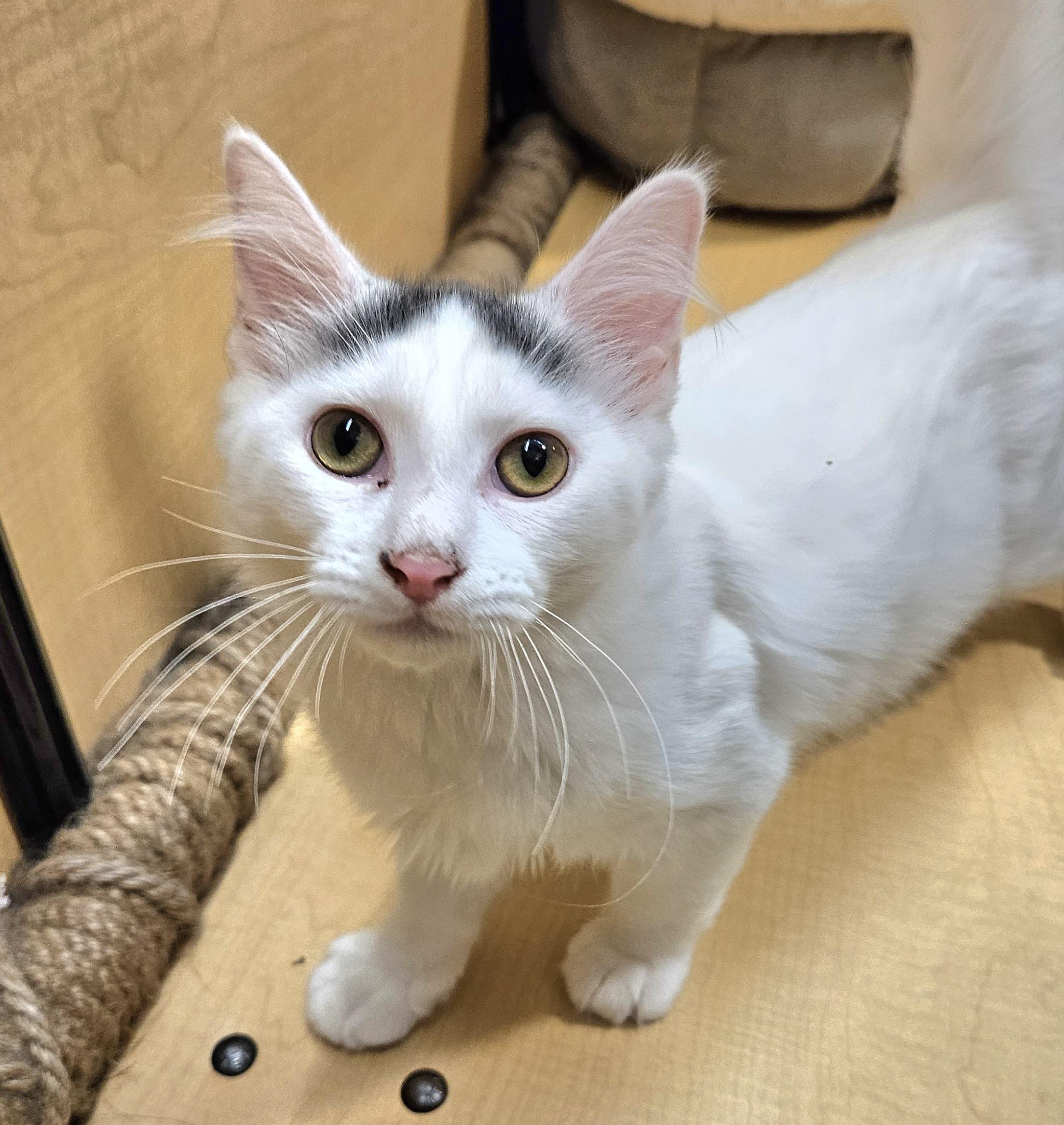 Cat for adoption - Cosmo, a Domestic Short Hair in Syracuse, NY | Petfinder