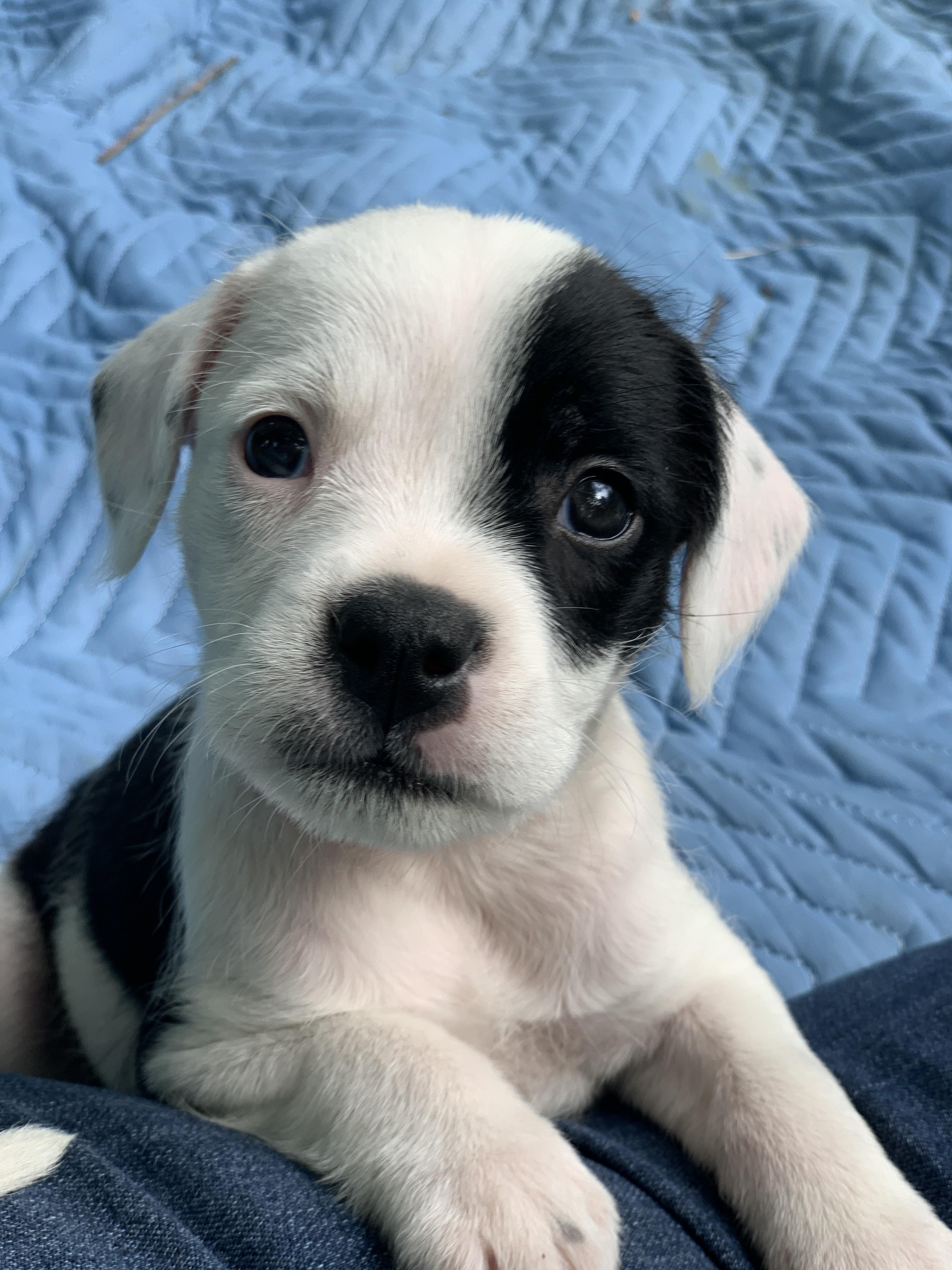 Dog for adoption - Samaya, a Jack Russell Terrier & Boston Terrier Mix ...