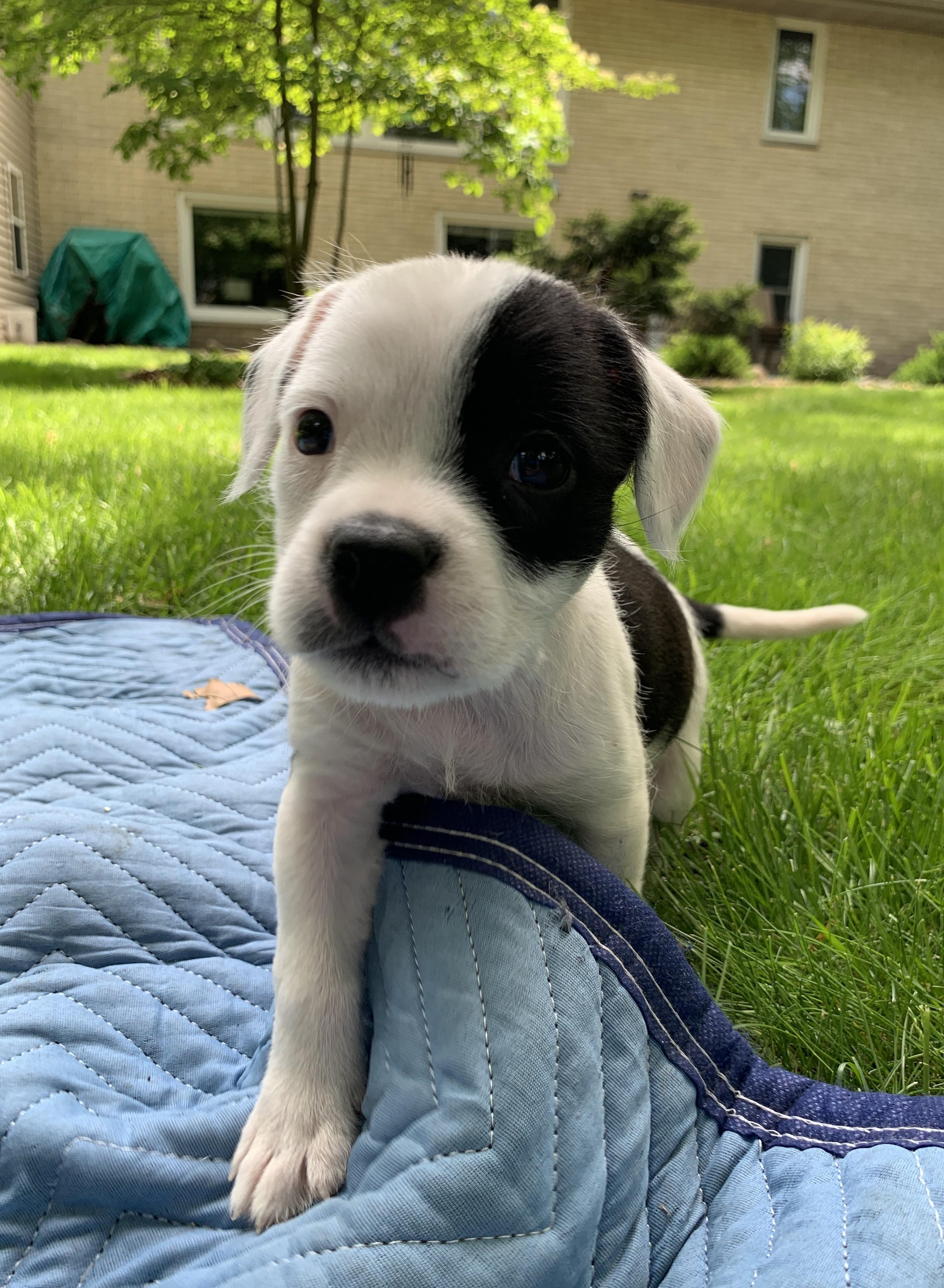 Dog for adoption - Samaya, a Jack Russell Terrier & Boston Terrier Mix ...