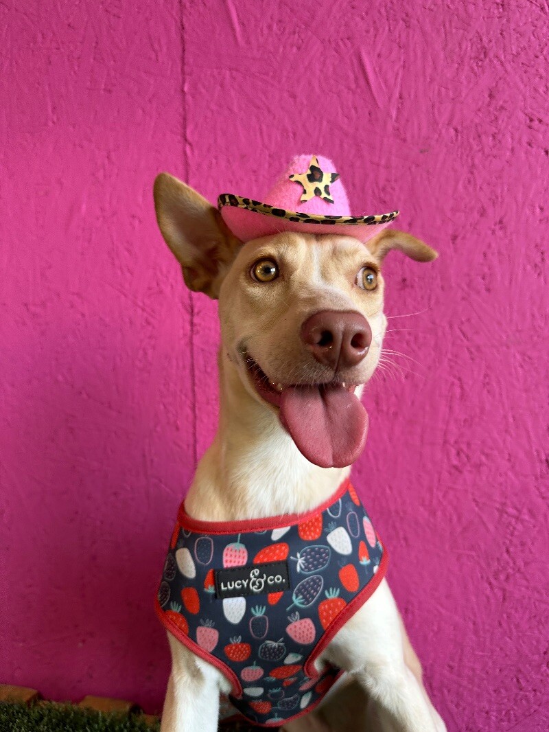 Dog for adoption - Waffle, a Yellow Labrador Retriever Mix in Norwalk, CA | Petfinder