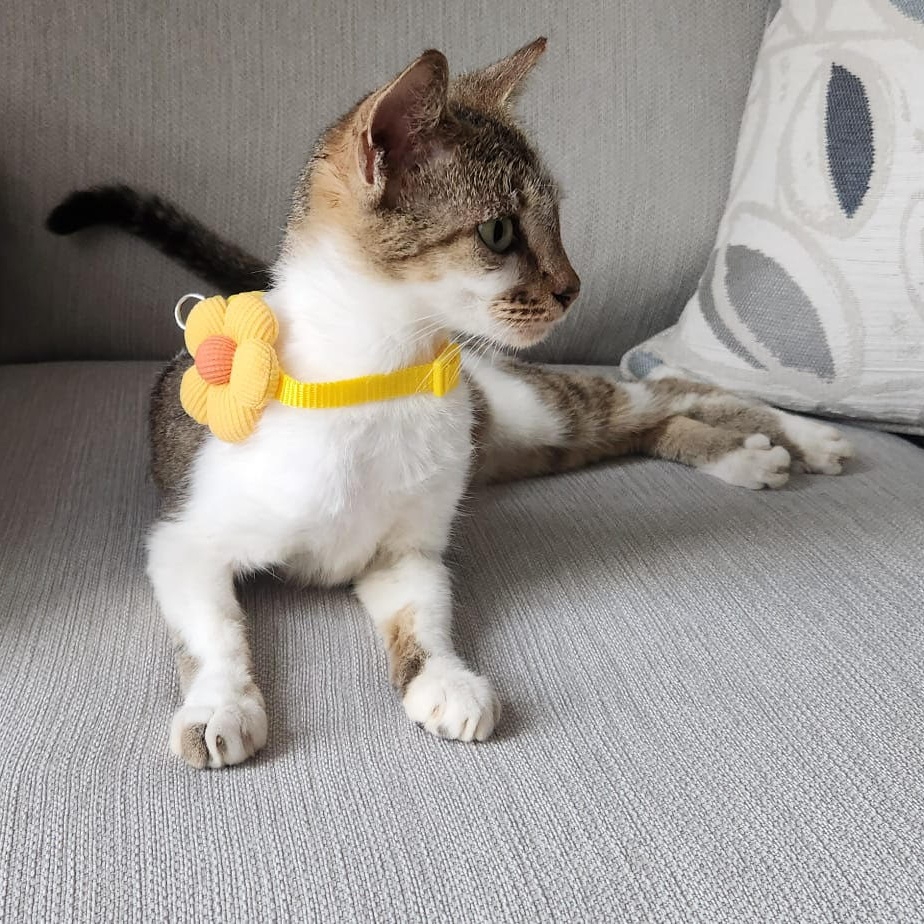 Cat for adoption - Chachi, a Domestic Short Hair in Vernon , CT | Petfinder