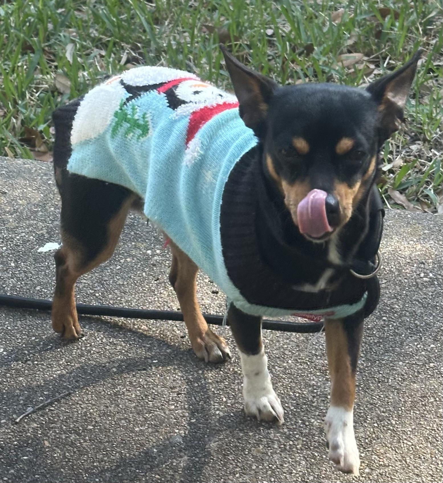 Dog for adoption - Kaira, a Chihuahua Mix in BEAVERTON, OR | Petfinder